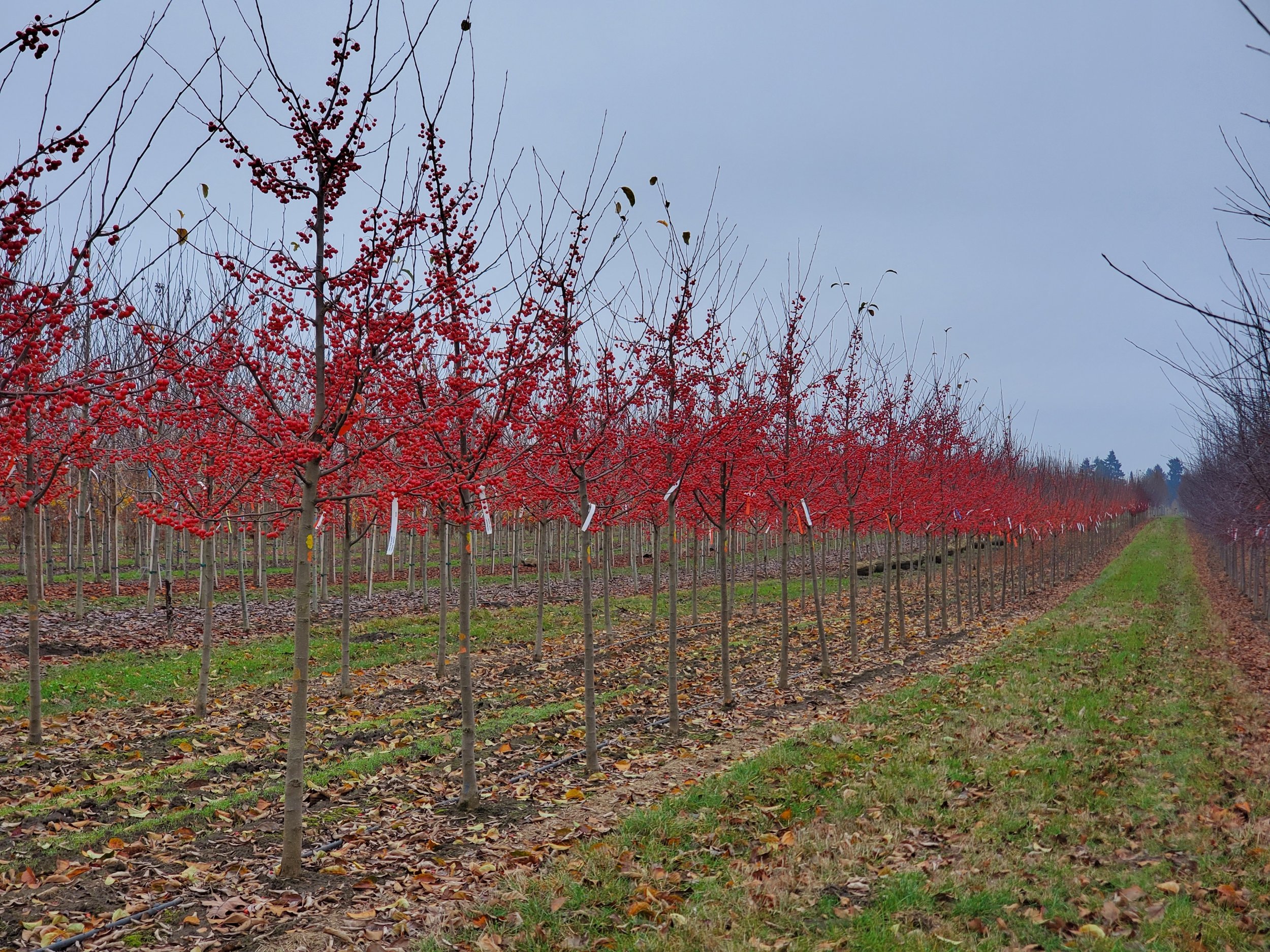 Red Jewel™ Crabapple | Malus 'Jewelcole' — Northwest Shade Trees