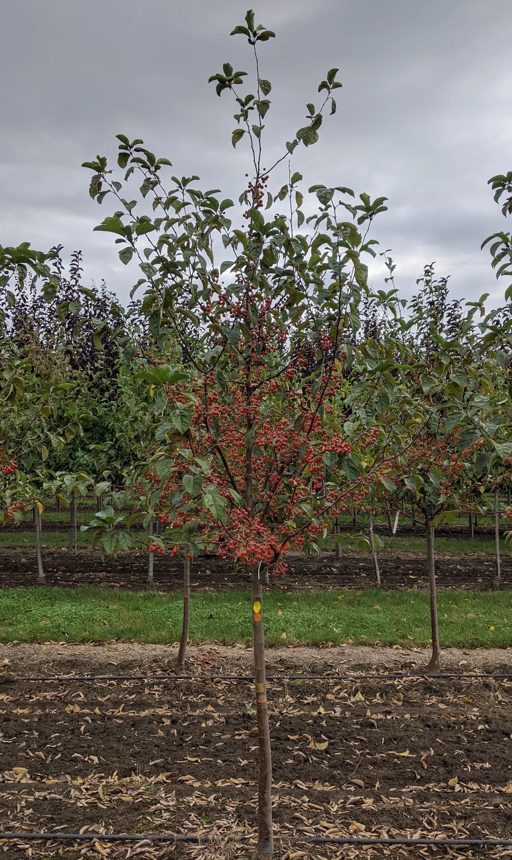 Red Jewel™ Crabapple | Malus 'Jewelcole' — Northwest Shade Trees