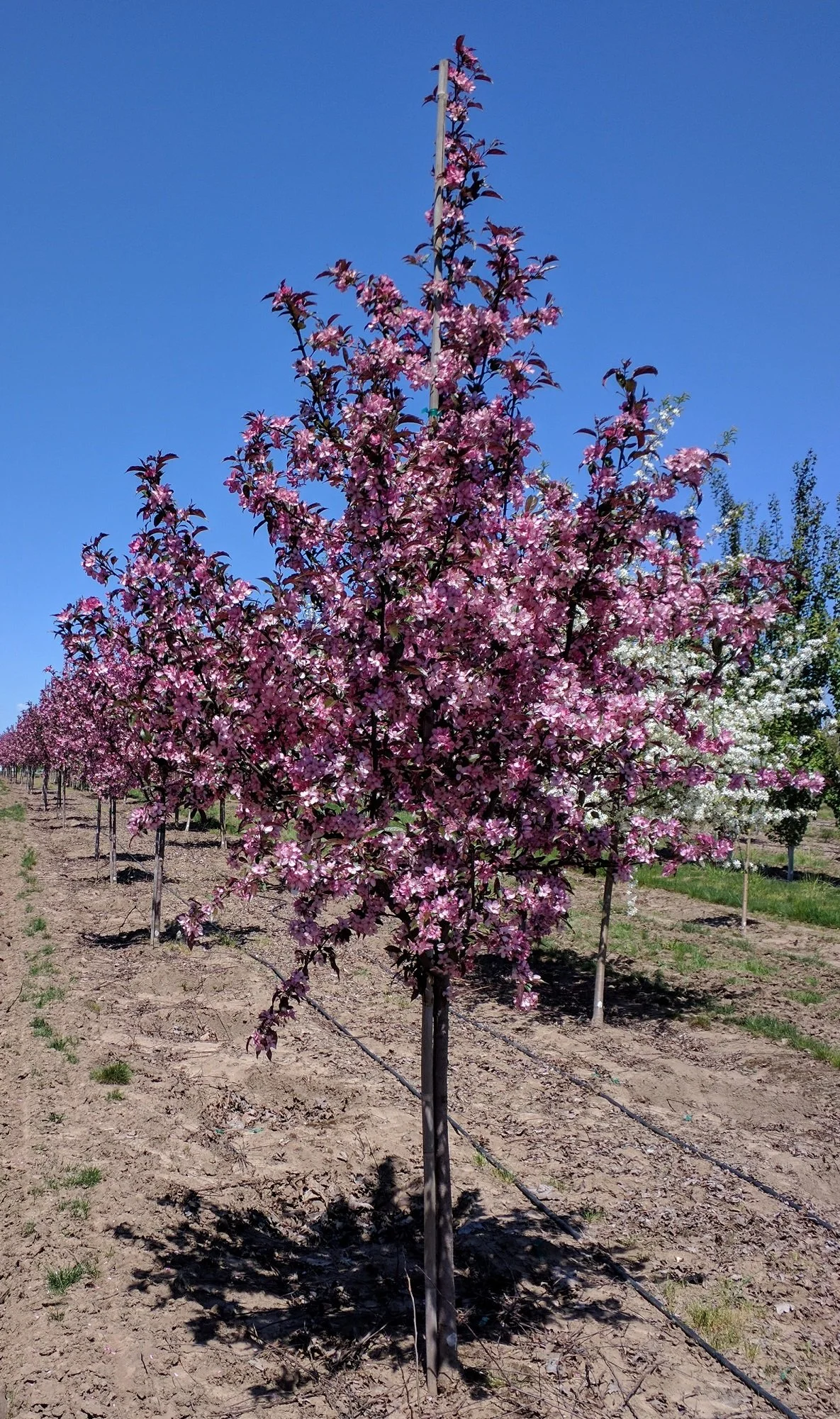 Malus Royal Raindrops® | Crabapple 'JFS-KW5' — Northwest Shade Trees