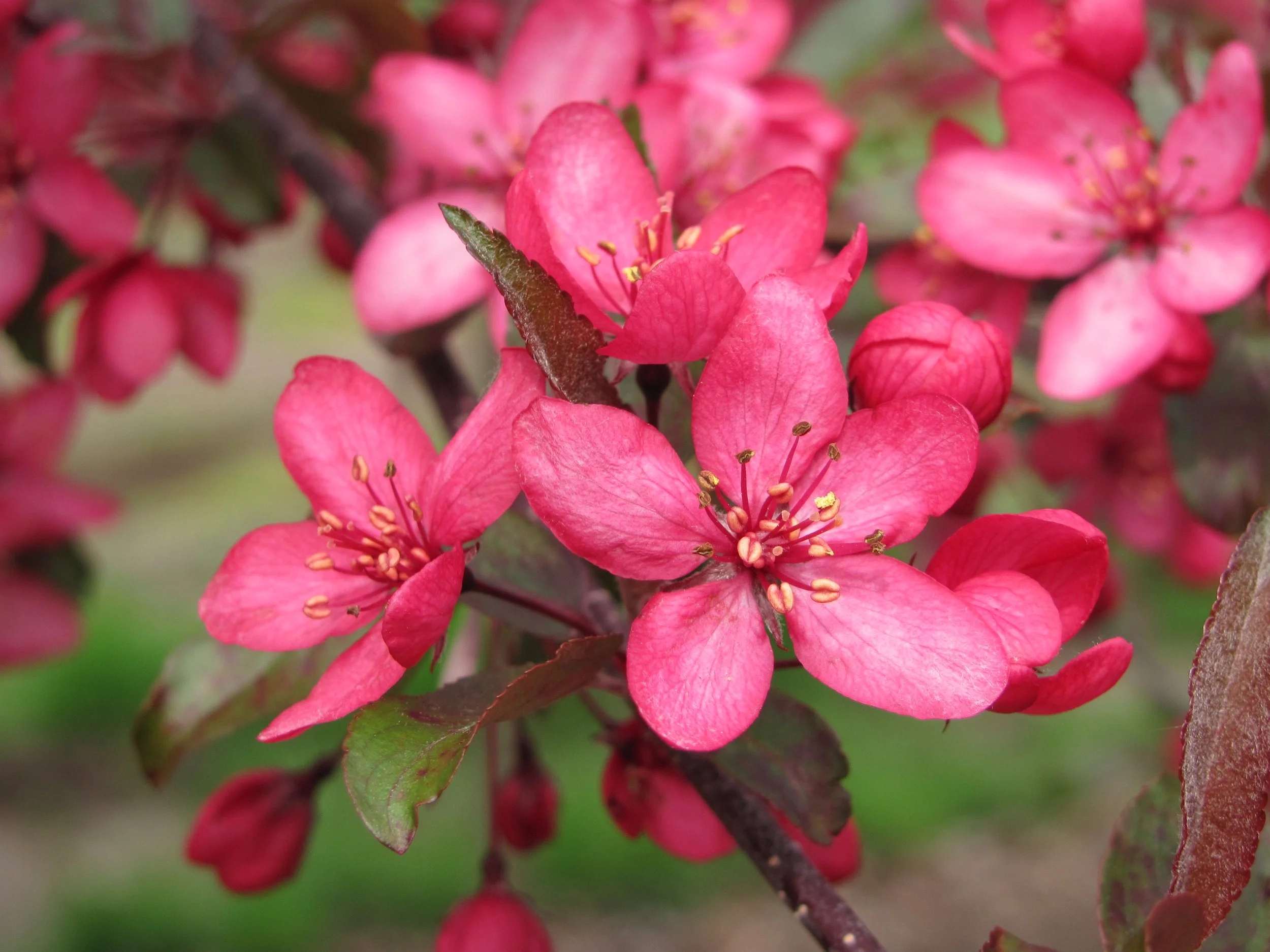 Royal Raindrops® Crabapple | Malus 'JFS-KW5' — Northwest Shade Trees