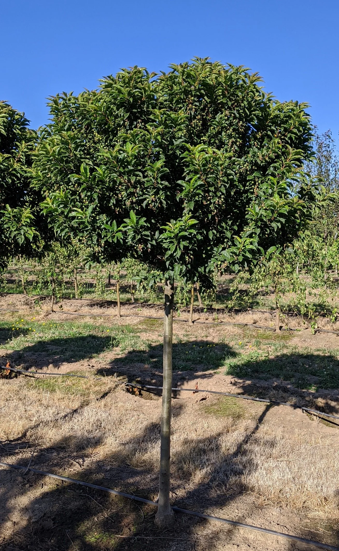 Sparkling Sprite® Crabapple | Malus 'JFS KW-207' — Northwest Shade Trees