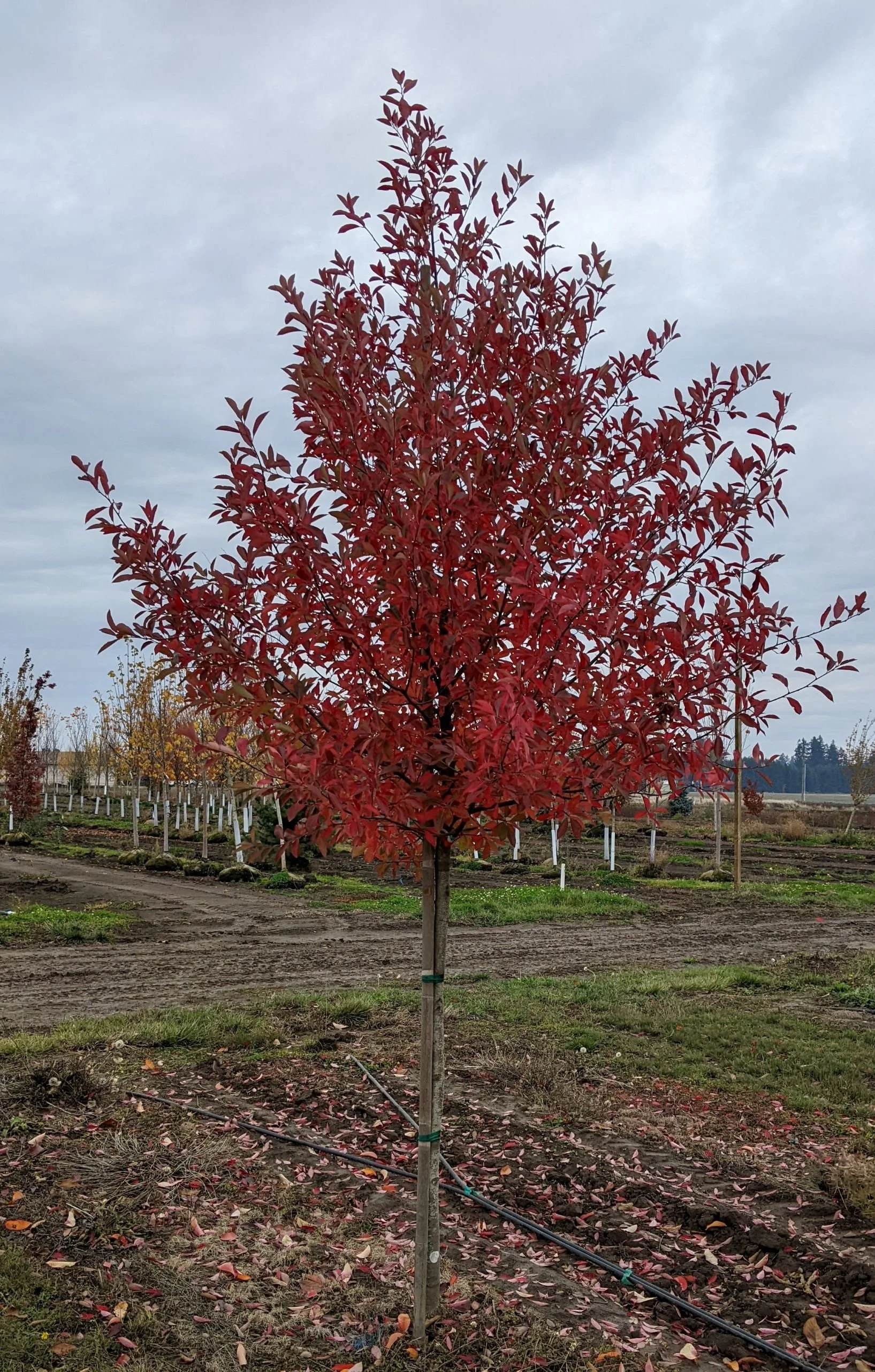 Nyssa sylvatica Green Gable™ | Black Tupelo 'NSUHH' PP22951 — Northwest ...