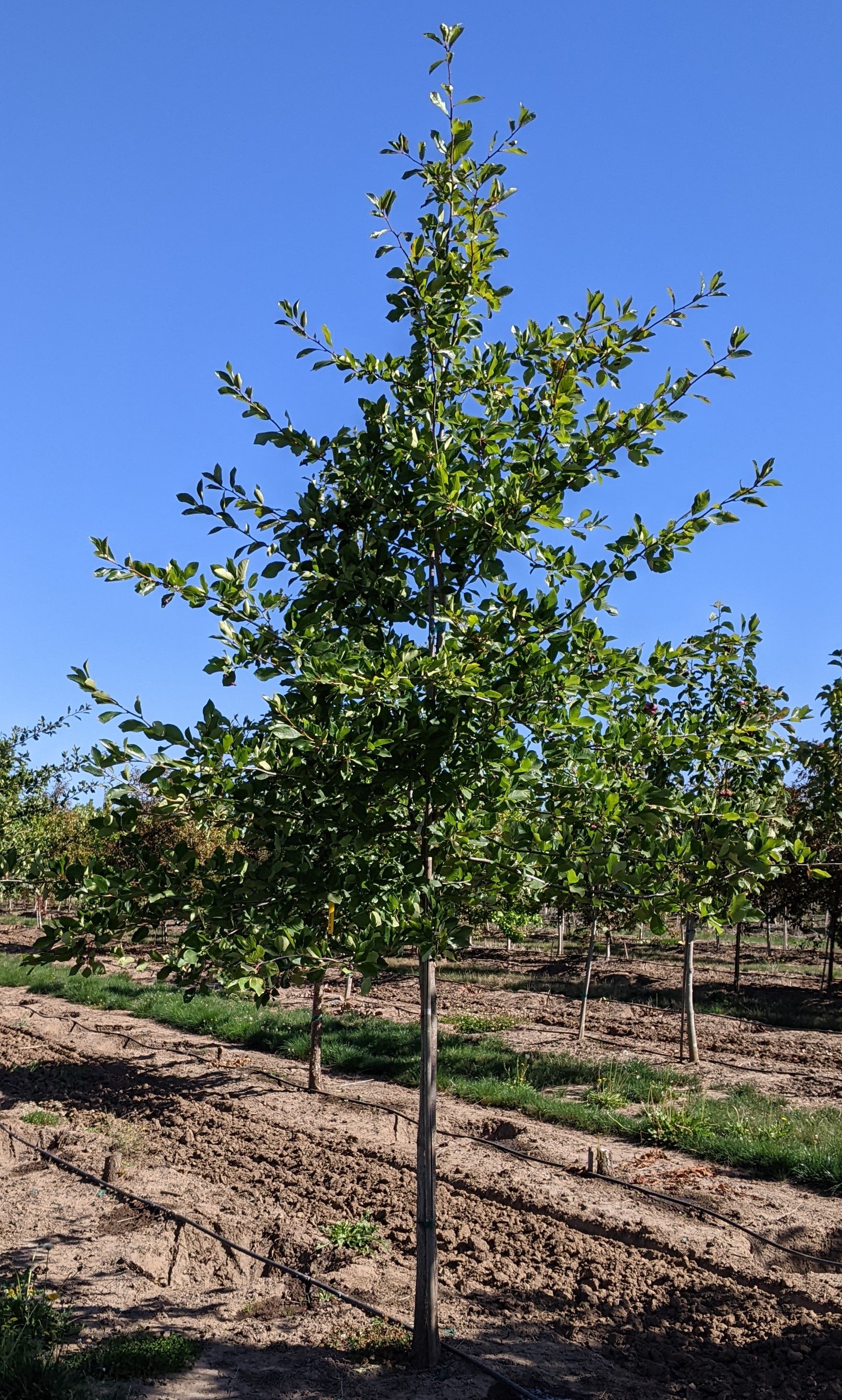 Nyssa sylvatica | Black Tupelo — Northwest Shade Trees