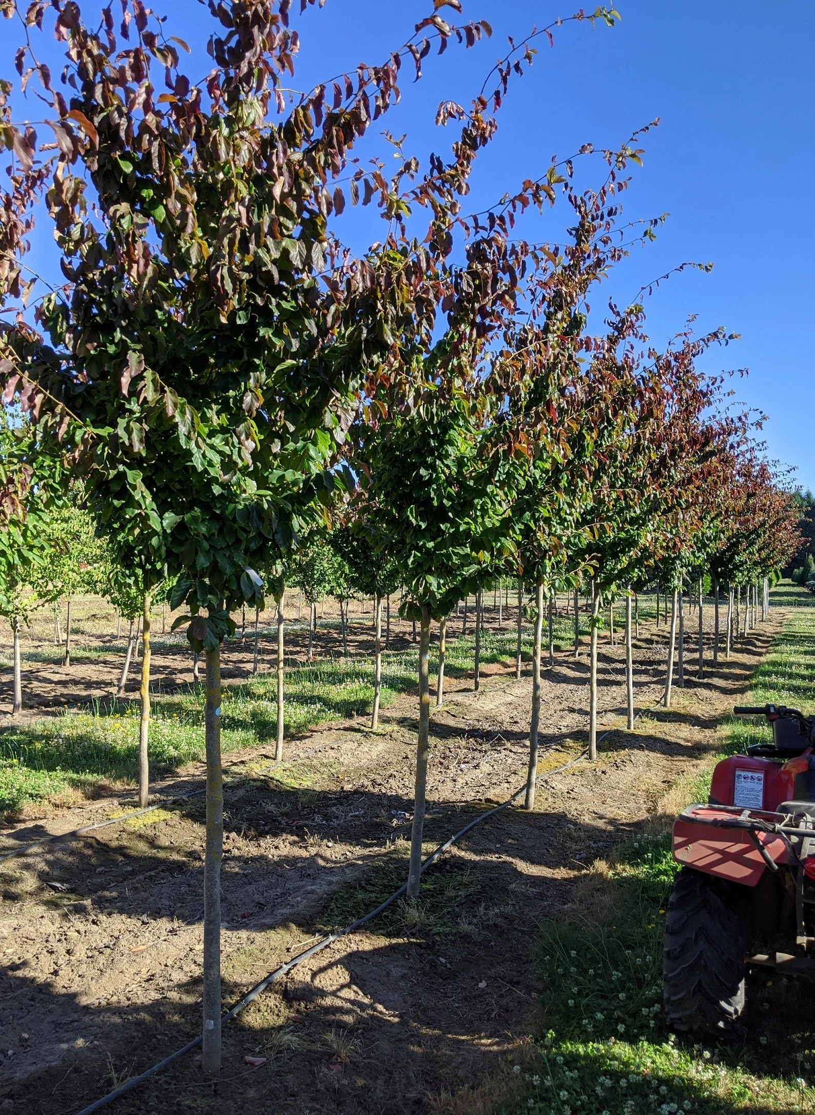 Ruby Vase® Parrotia | Parrotia persica 'Inge's Ruby Vase' — Northwest ...