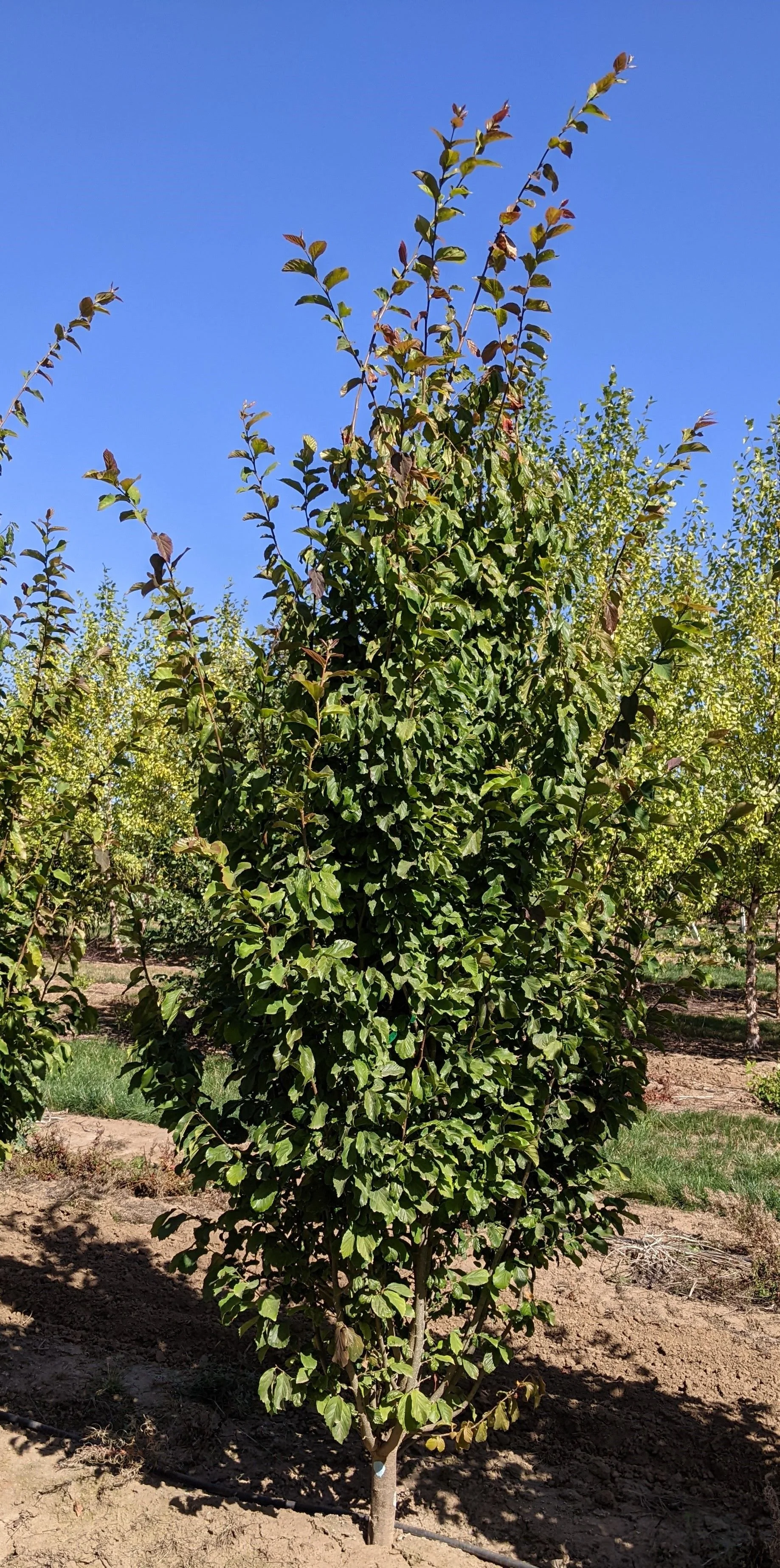 Ruby Vase® Parrotia | Parrotia persica 'Inge's Ruby Vase' — Northwest ...