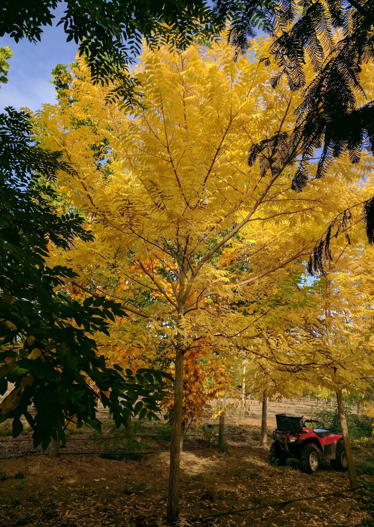 Eye Stopper™ Cork Tree | Phellodendron amurense 'Longenecker ...