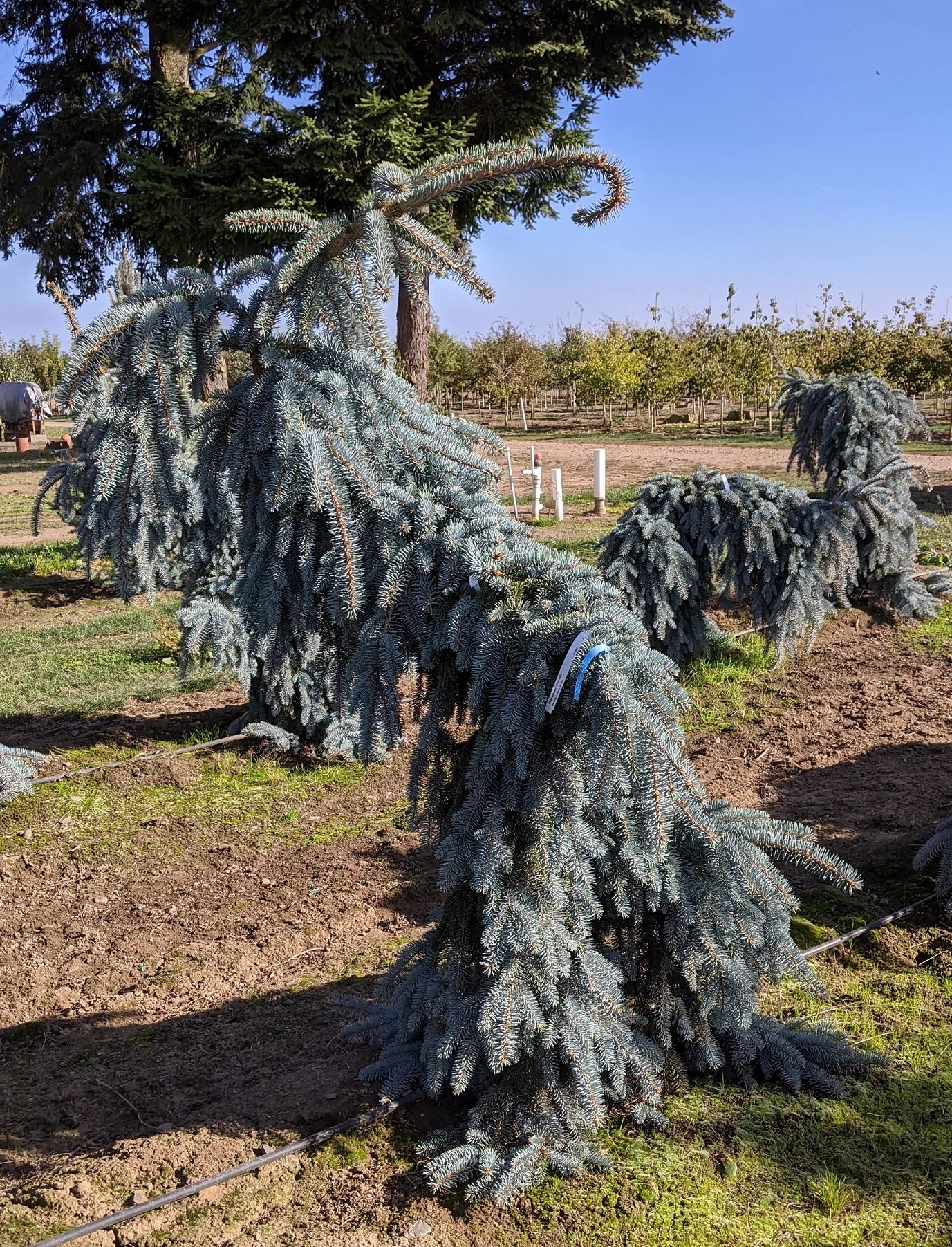 Picea pungens Blue Falls™ | Weeping Colorado Spruce 'Blue Falls ...