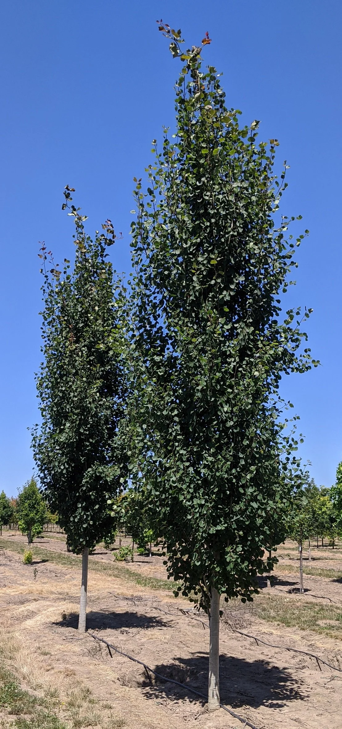 Swedish Columnar Aspen | Populus tremula 'Erecta' — Northwest Shade Trees