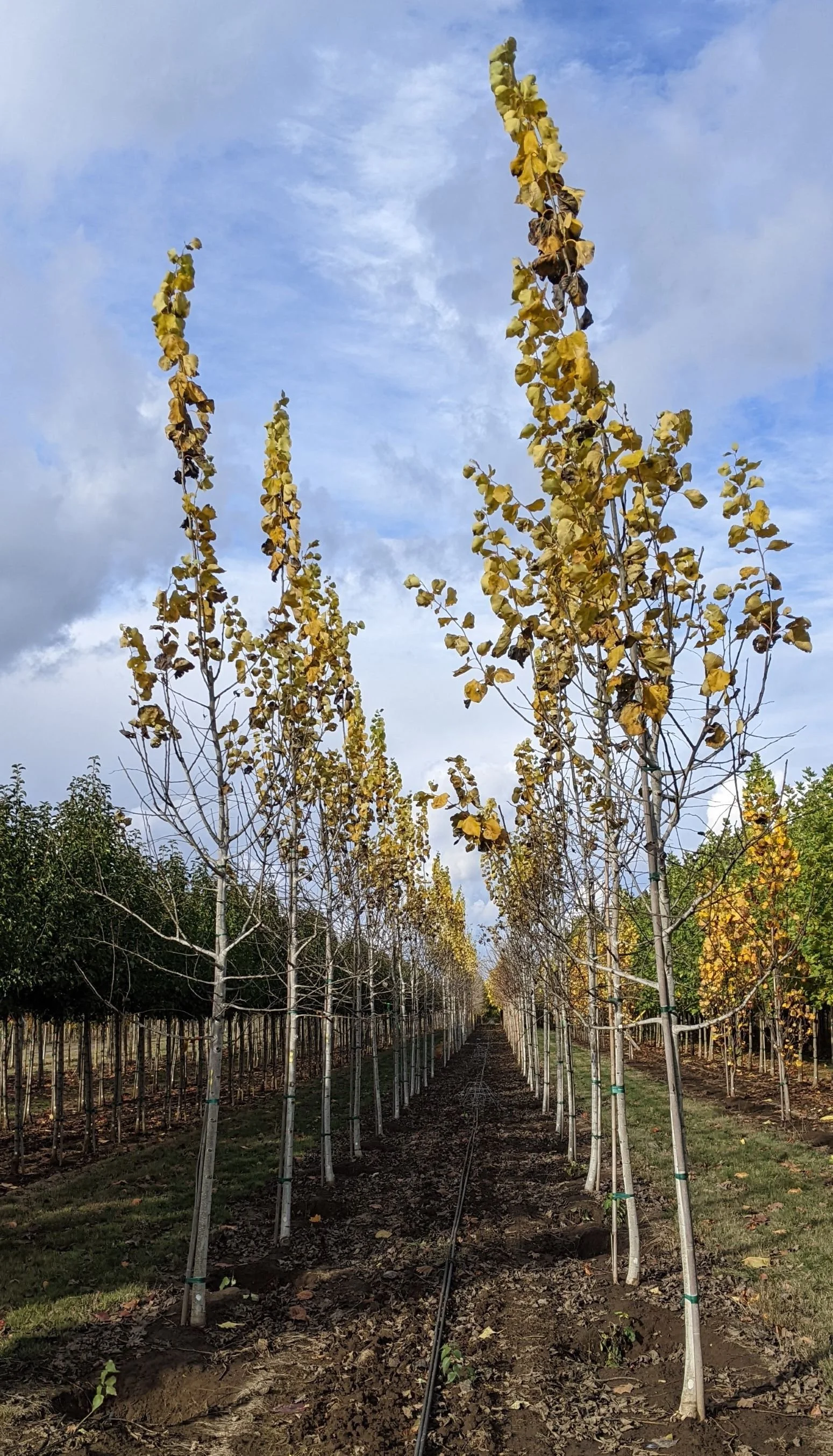 Populus tremuloides Prairie Gold® | Aspen 'NE Arb' — Northwest Shade Trees