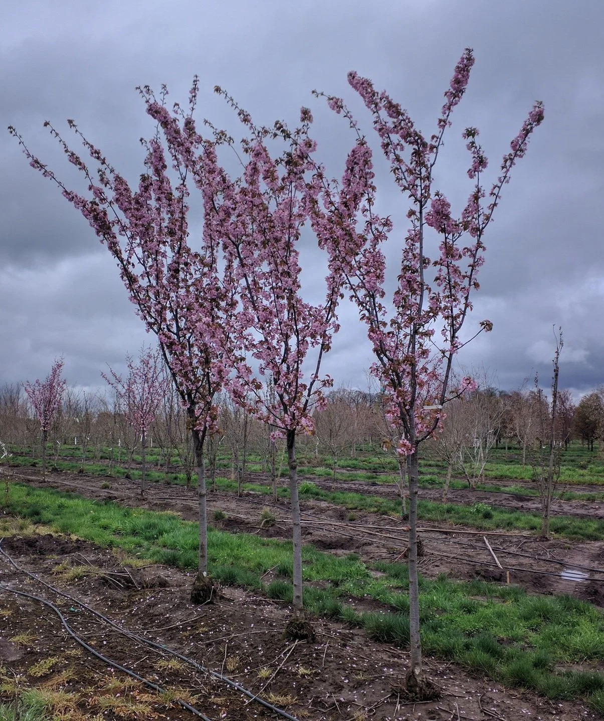 Prunus sargentii 'Columnaris' | Sargent Cherry 'Columnaris' — Northwest ...