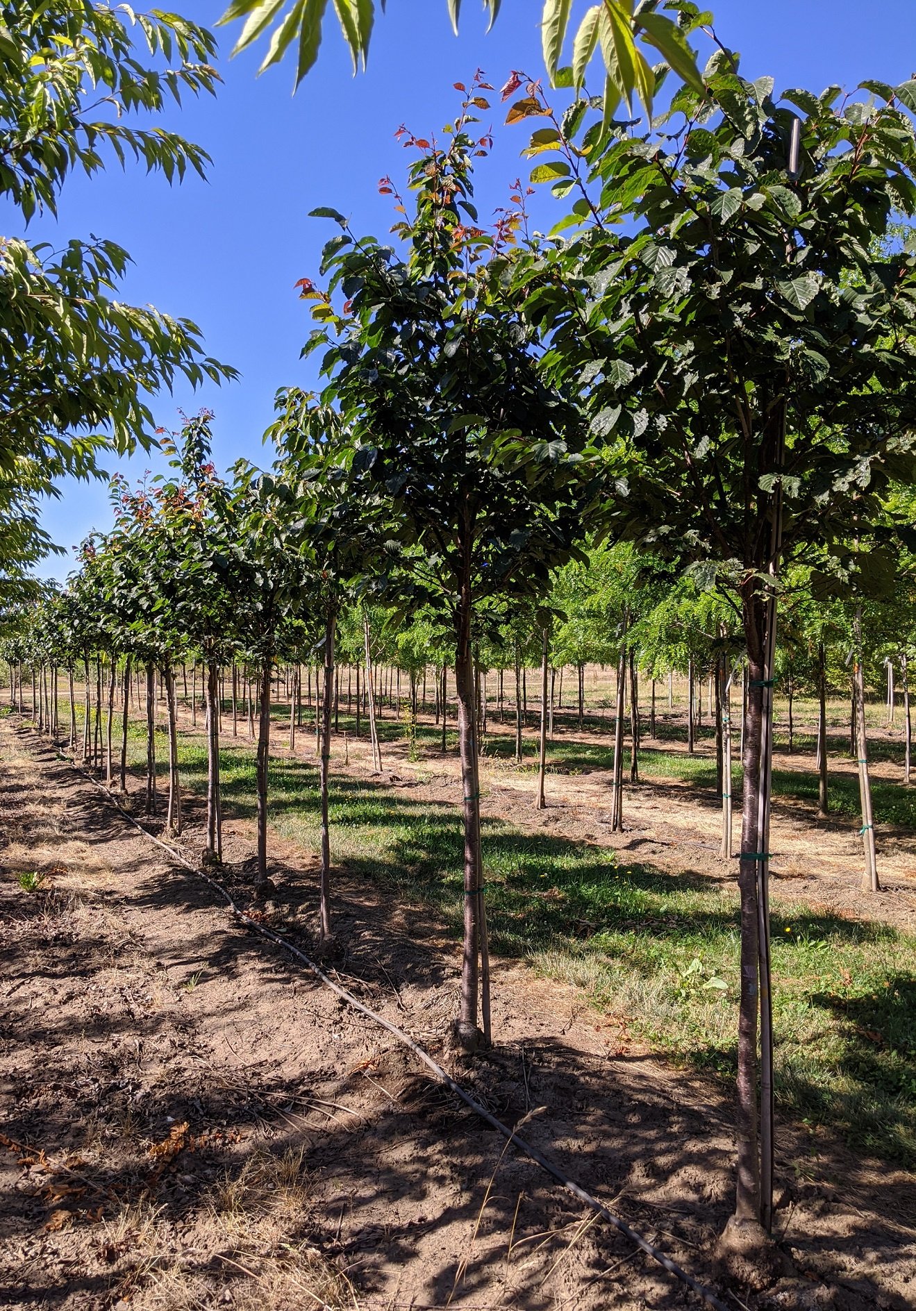 Prunus sargentii Pink Flair® | Sargent Cherry 'JFS-KW58' — Northwest ...