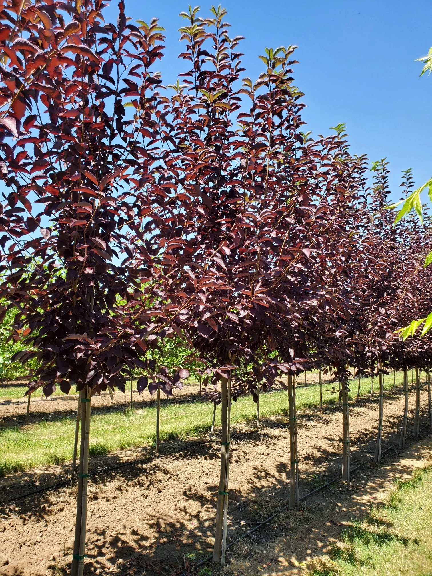 Prunus virginiana 'Canada Red Improved' | Common Choke Cherry 'Canada ...