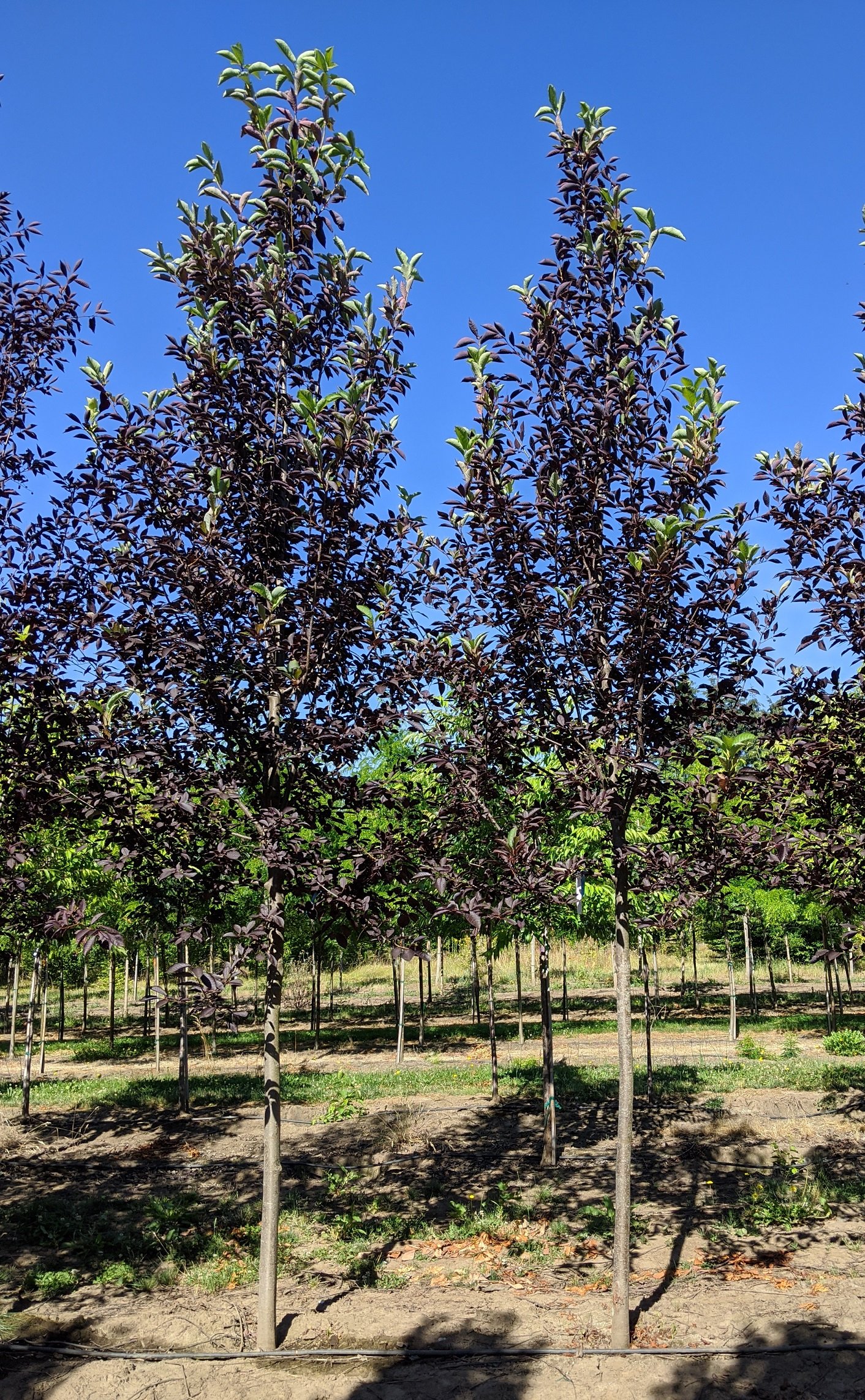 Canada Red Improved Chokecherry | Prunus virginiana 'Canada Red ...