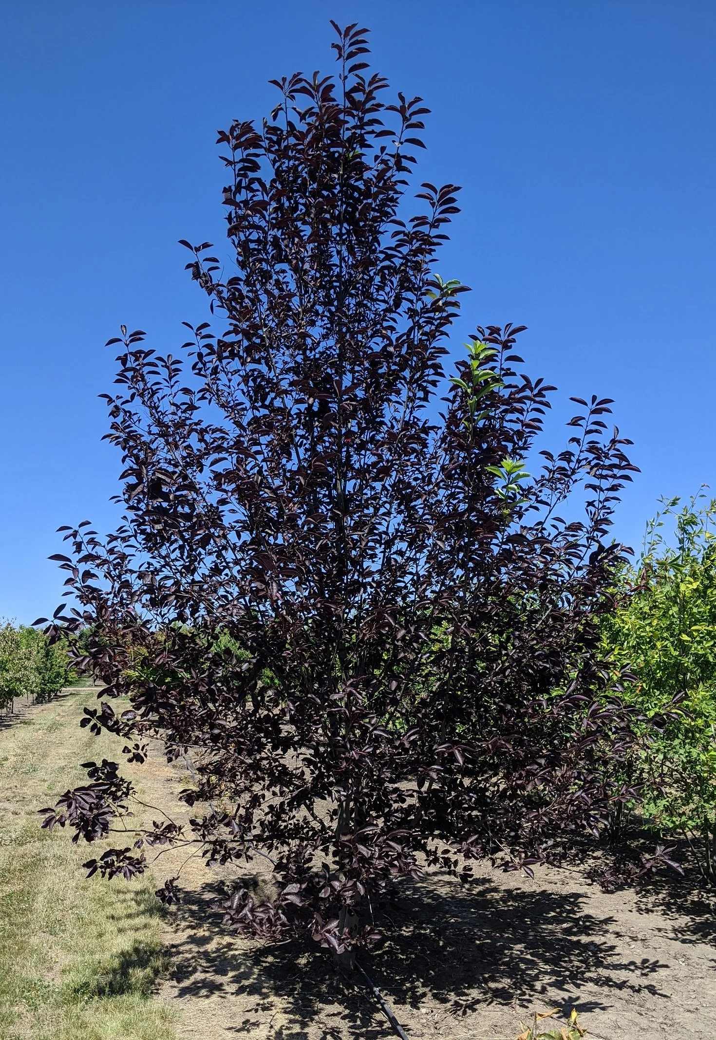 Canada Red Improved Chokecherry | Prunus virginiana 'Canada Red ...