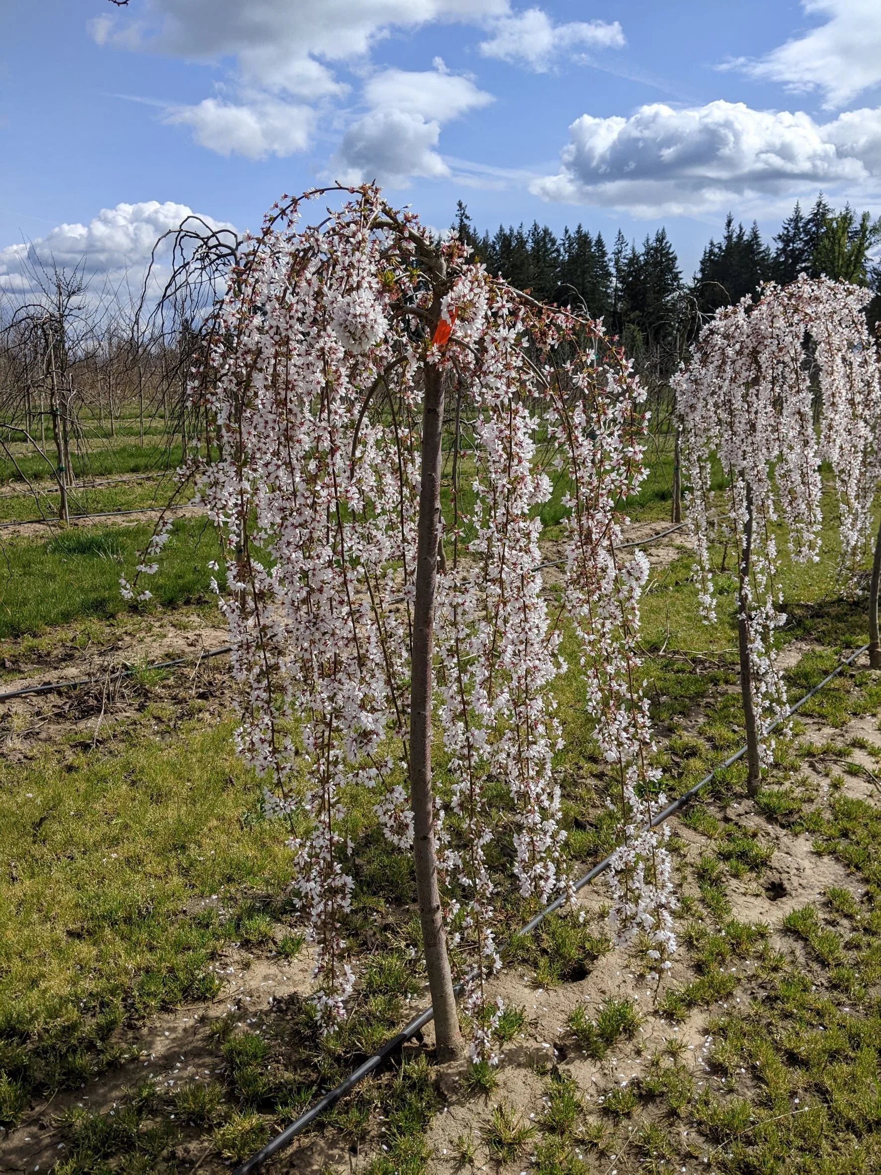 Snow Fountains® Cherry | Prunus x 'Snofozam' — Northwest Shade Trees