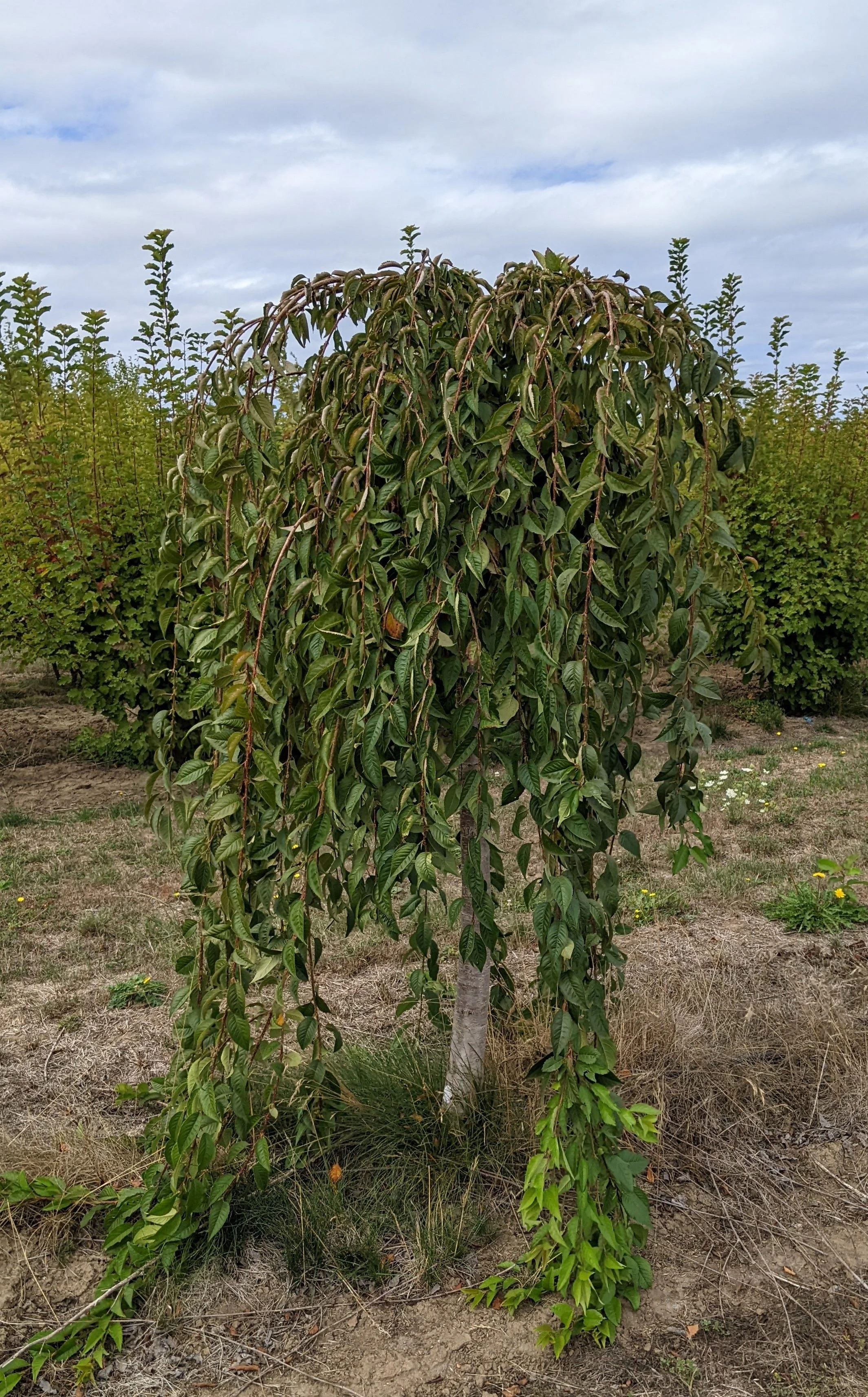 Snow Fountains® Cherry | Prunus x 'Snofozam' — Northwest Shade Trees