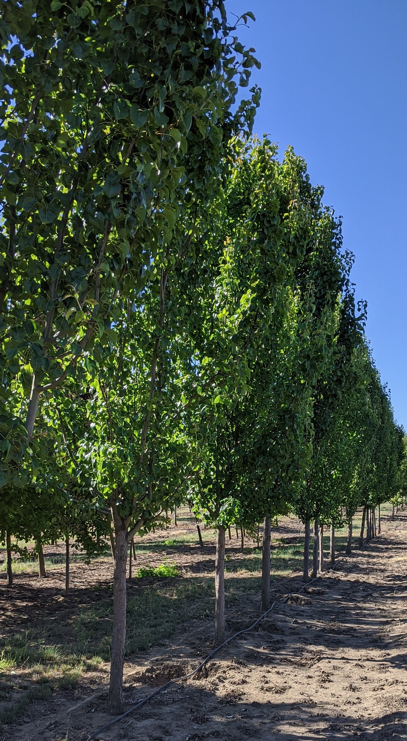 Capital Pear | Pyrus calleryana 'Capital' — Northwest Shade Trees