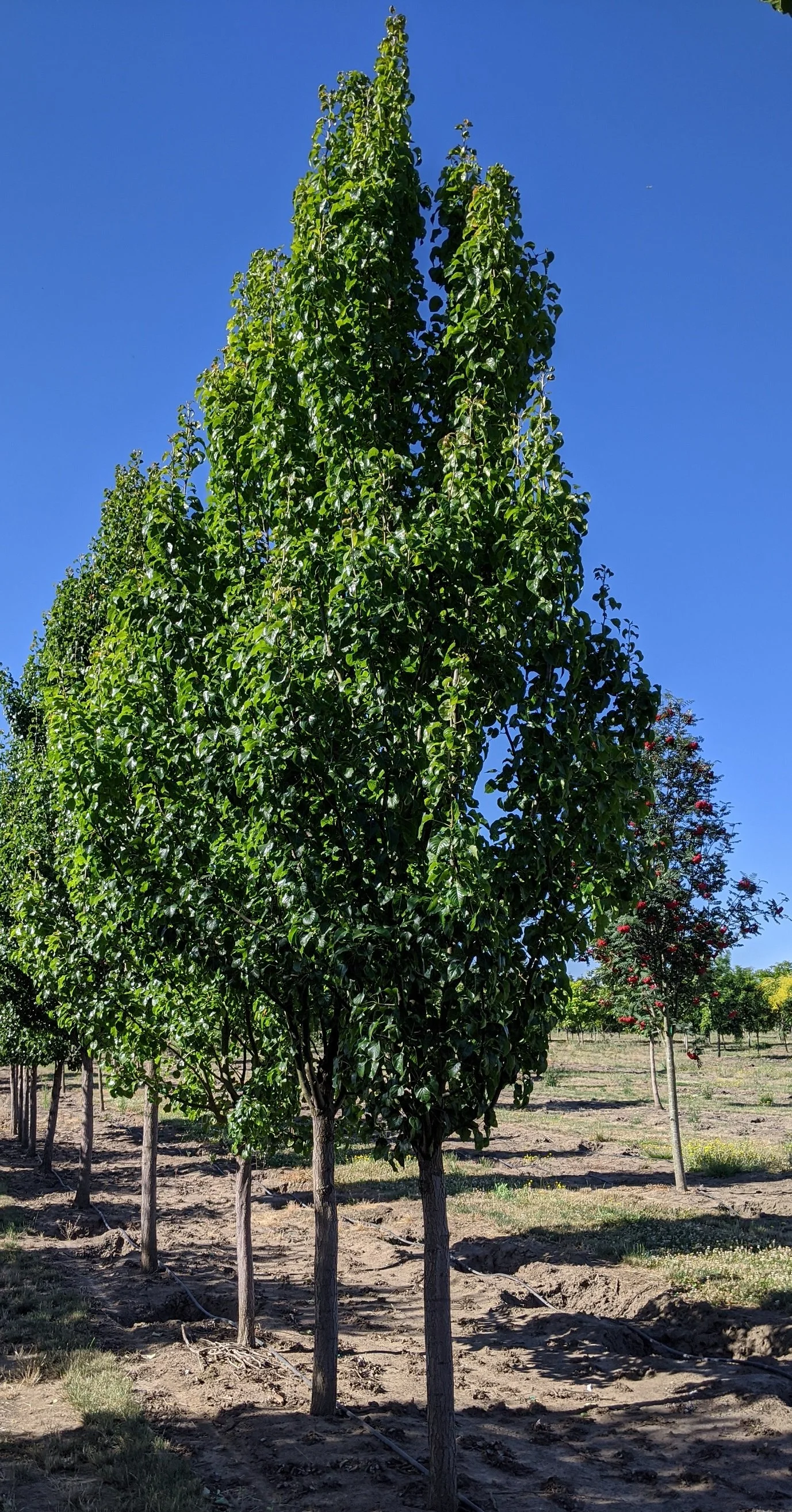 Capital Pear | Pyrus calleryana 'Capital' — Northwest Shade Trees