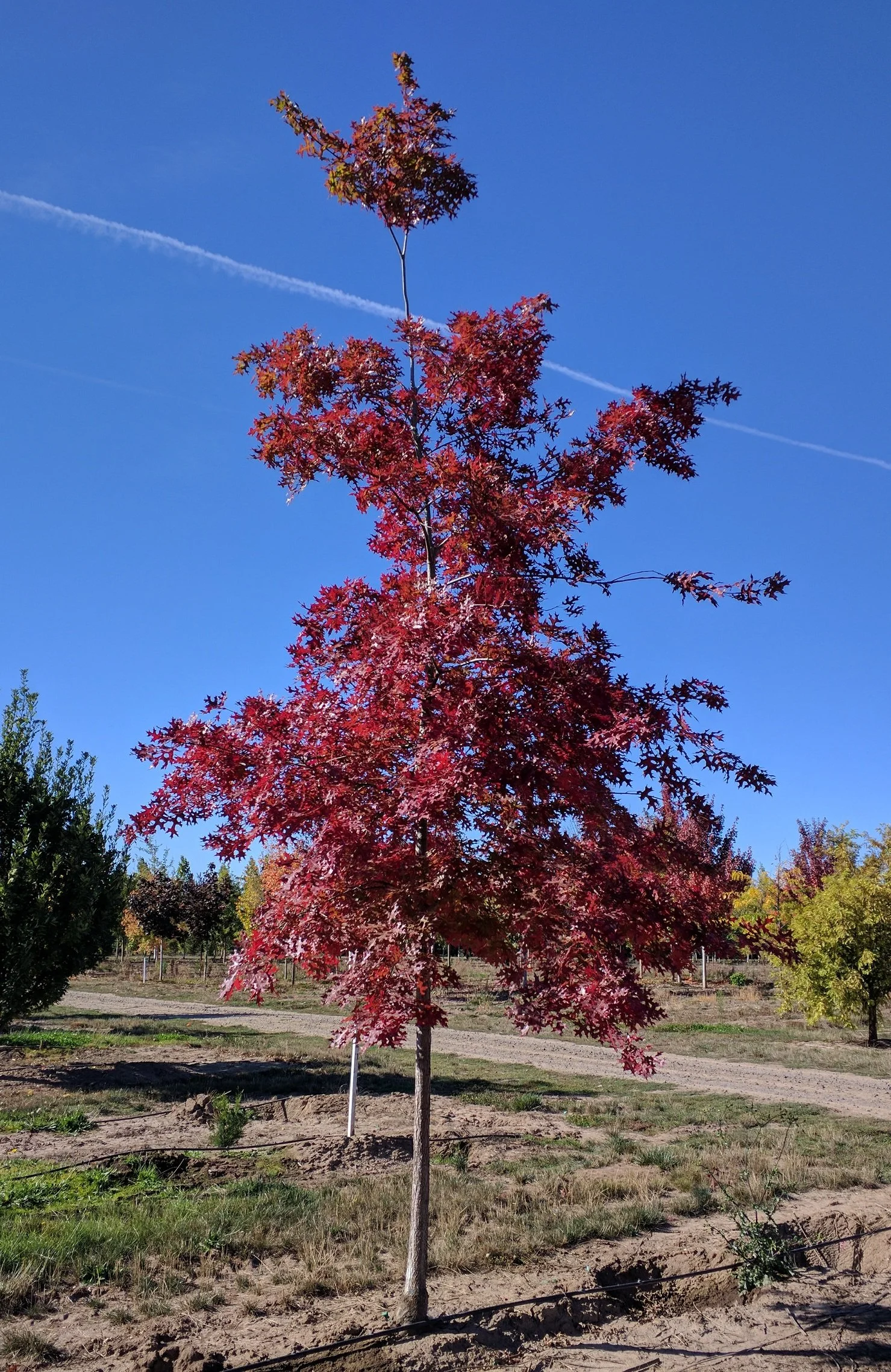 Quercus coccinea | Scarlet Oak — Northwest Shade Trees