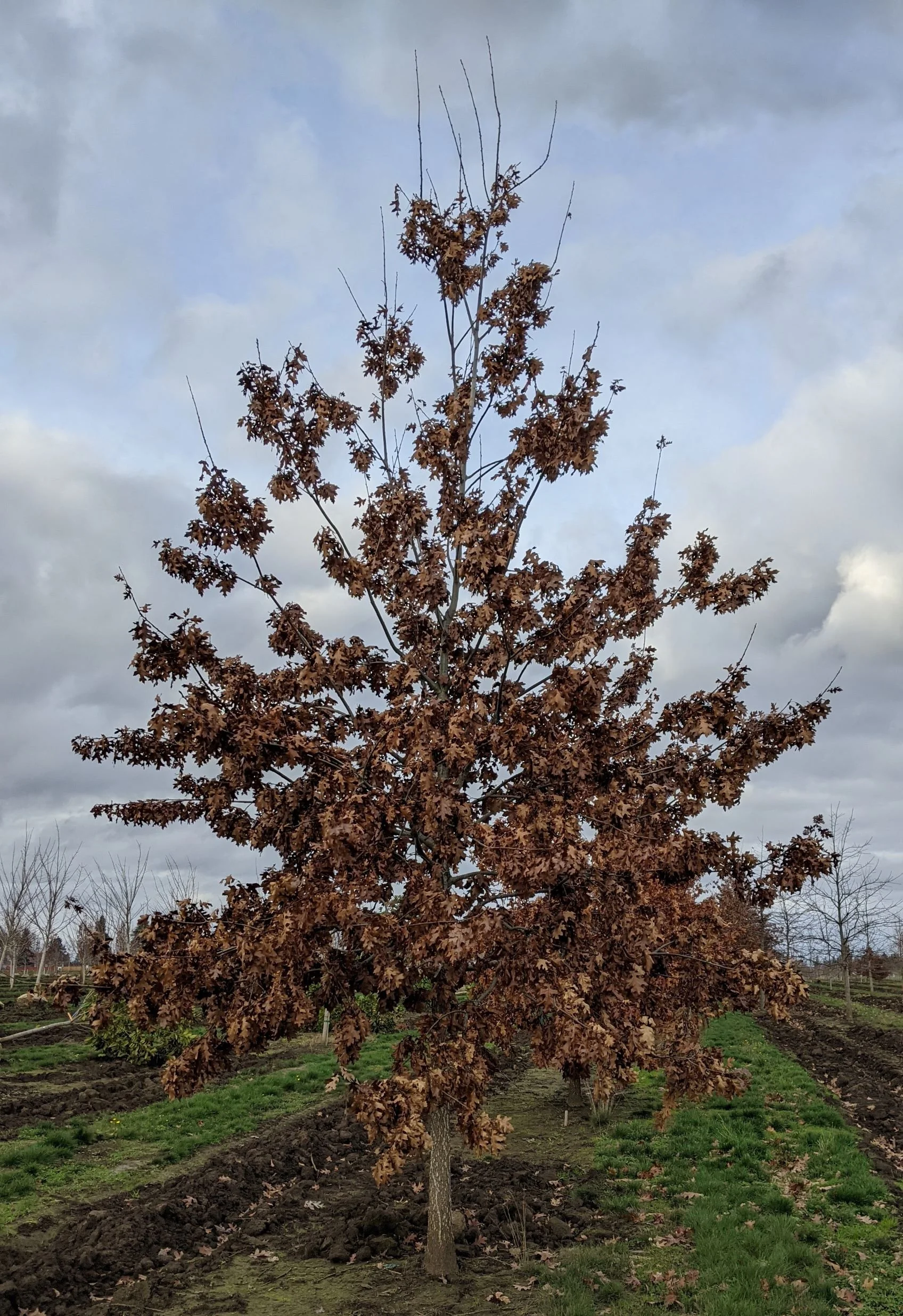 Northern Pin Oak | Quercus ellipsoidalis — Northwest Shade Trees