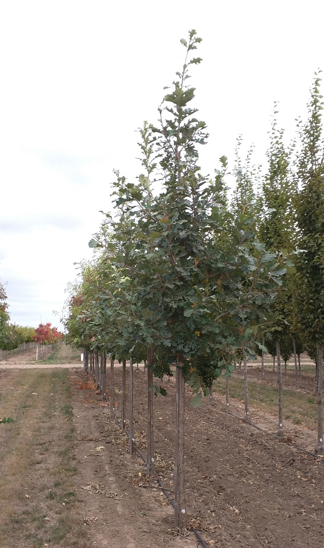 Quercus macrocarpa Urban Pinnacle® | Bur Oak 'JFS-KW3' PP22815 ...