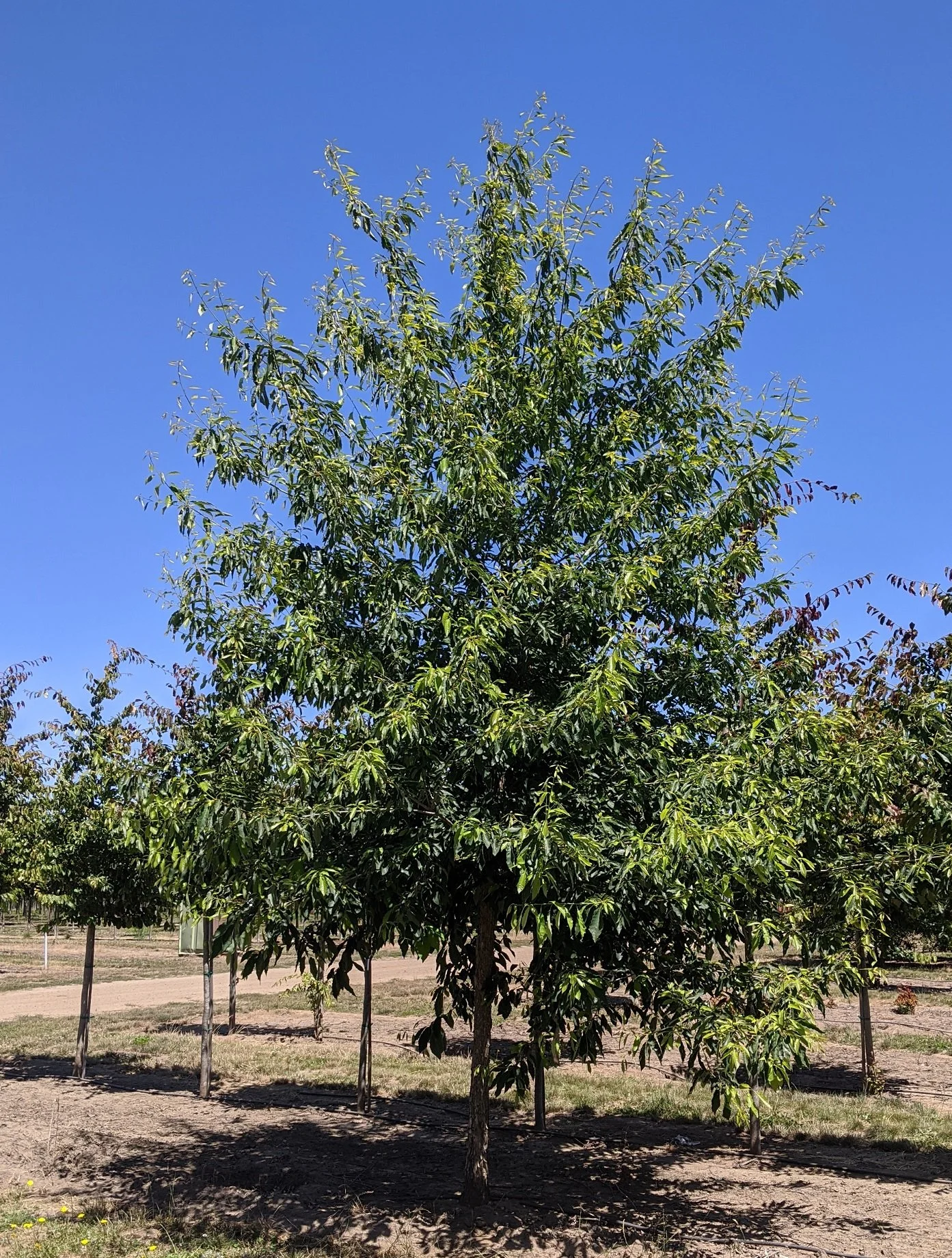 Quercus muehlenbergii | Chinkapin Oak — Northwest Shade Trees