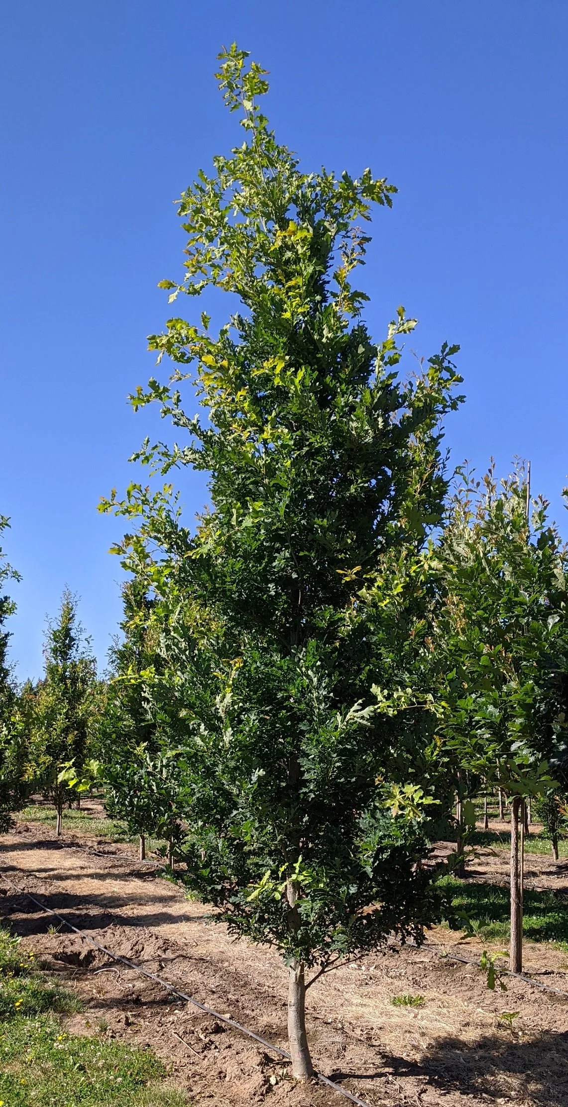 Crimson Spire™ Oak | Quercus x bimundorum 'Crimschmidt' — Northwest ...