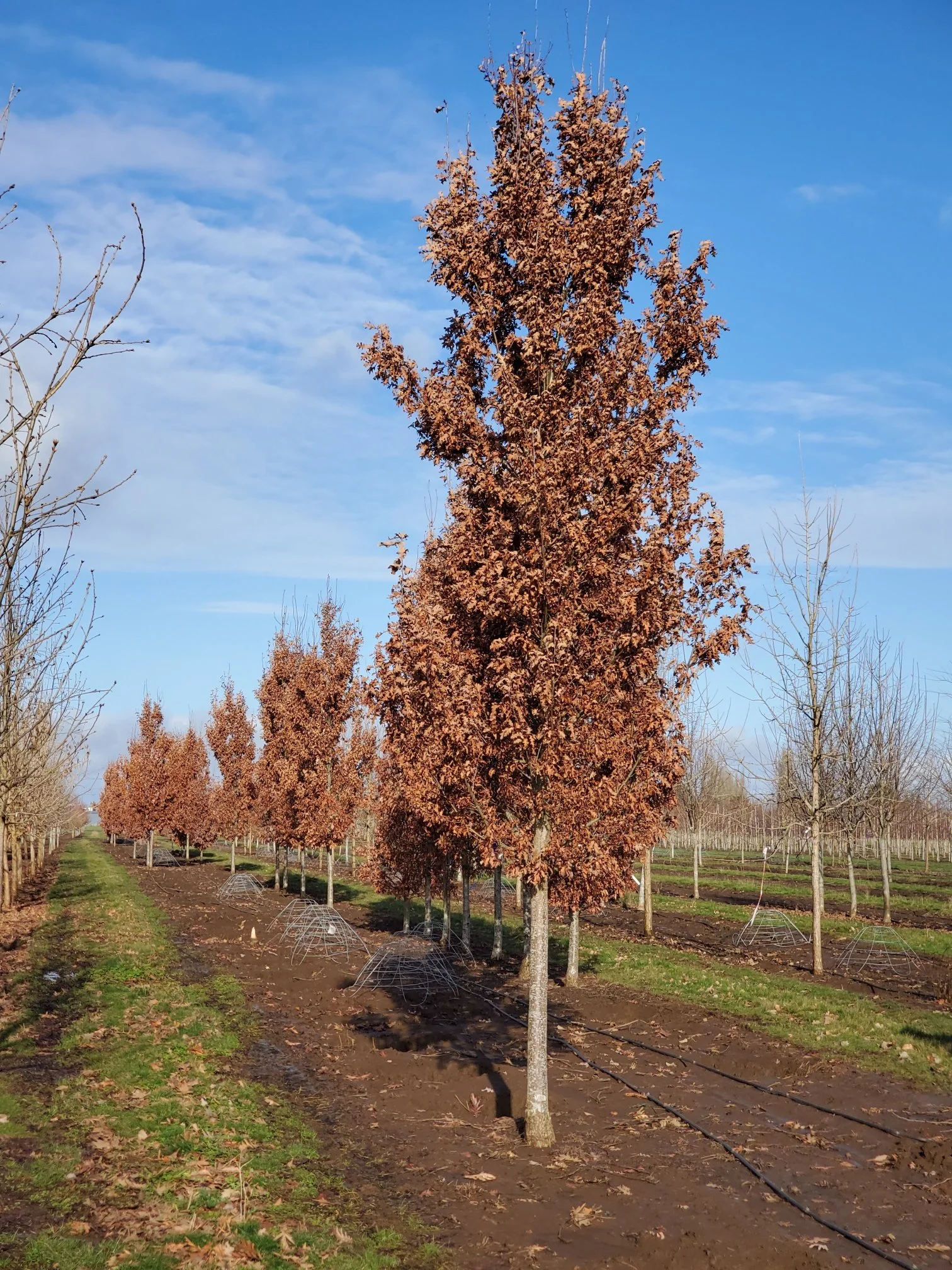 Crimson Spire™ Oak | Quercus x bimundorum 'Crimschmidt' — Northwest ...