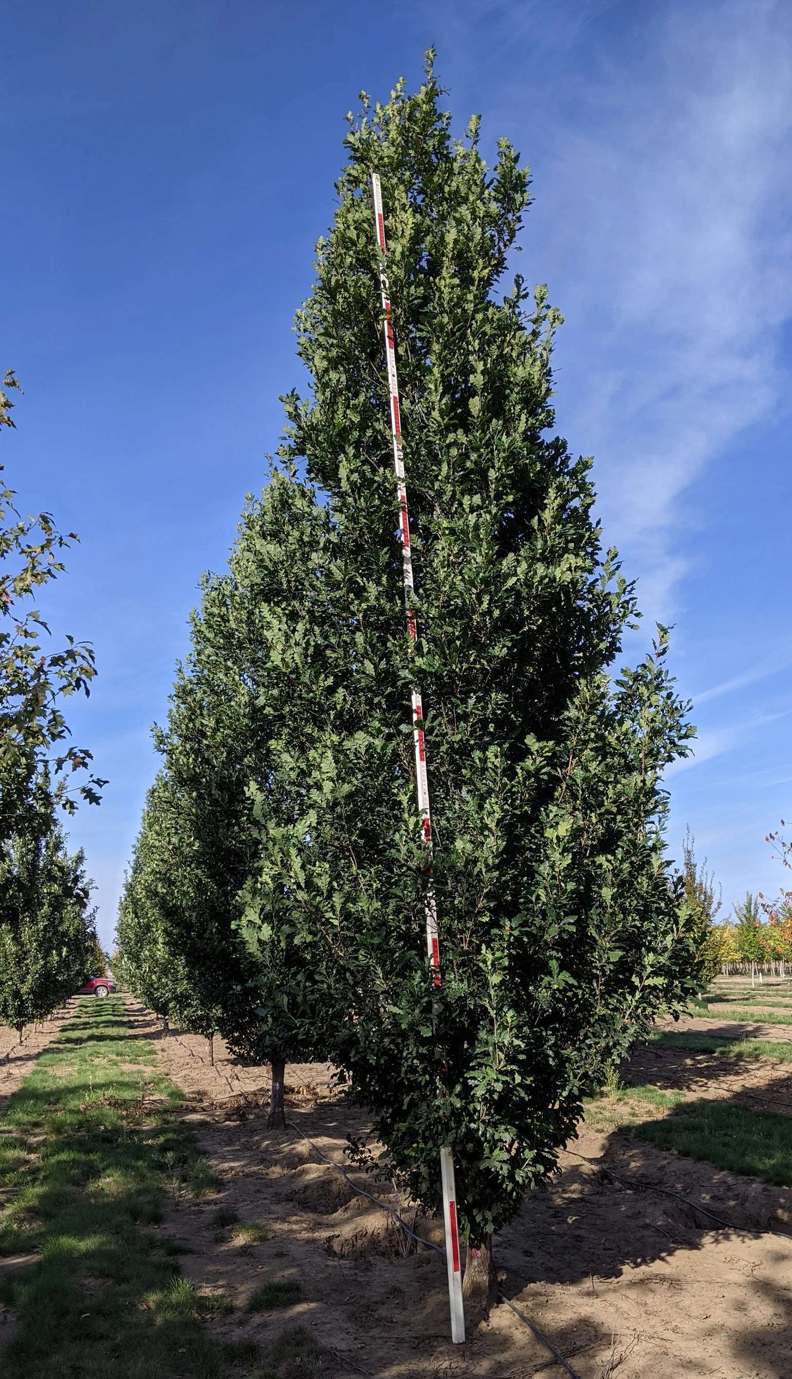 Skinny Genes® Oak | Quercus x bimundorum 'JFS-KW2QX' — Northwest Shade ...