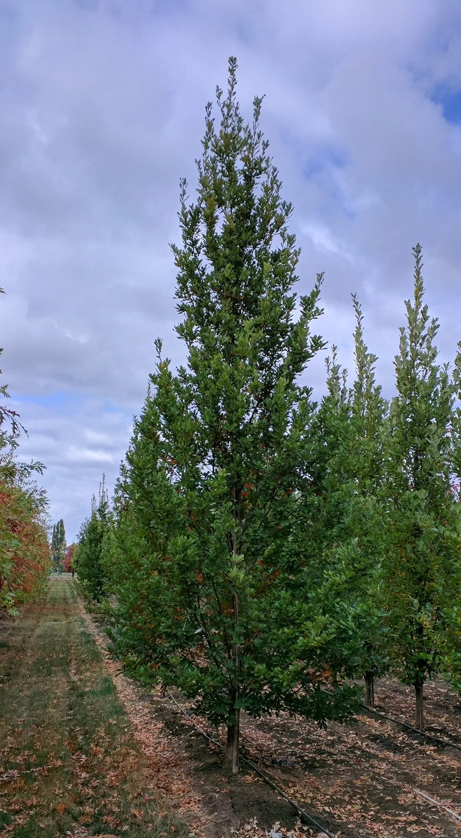 Streetspire® Oak | Quercus x bimundorum 'JFS-KW1QX' — Northwest Shade Trees