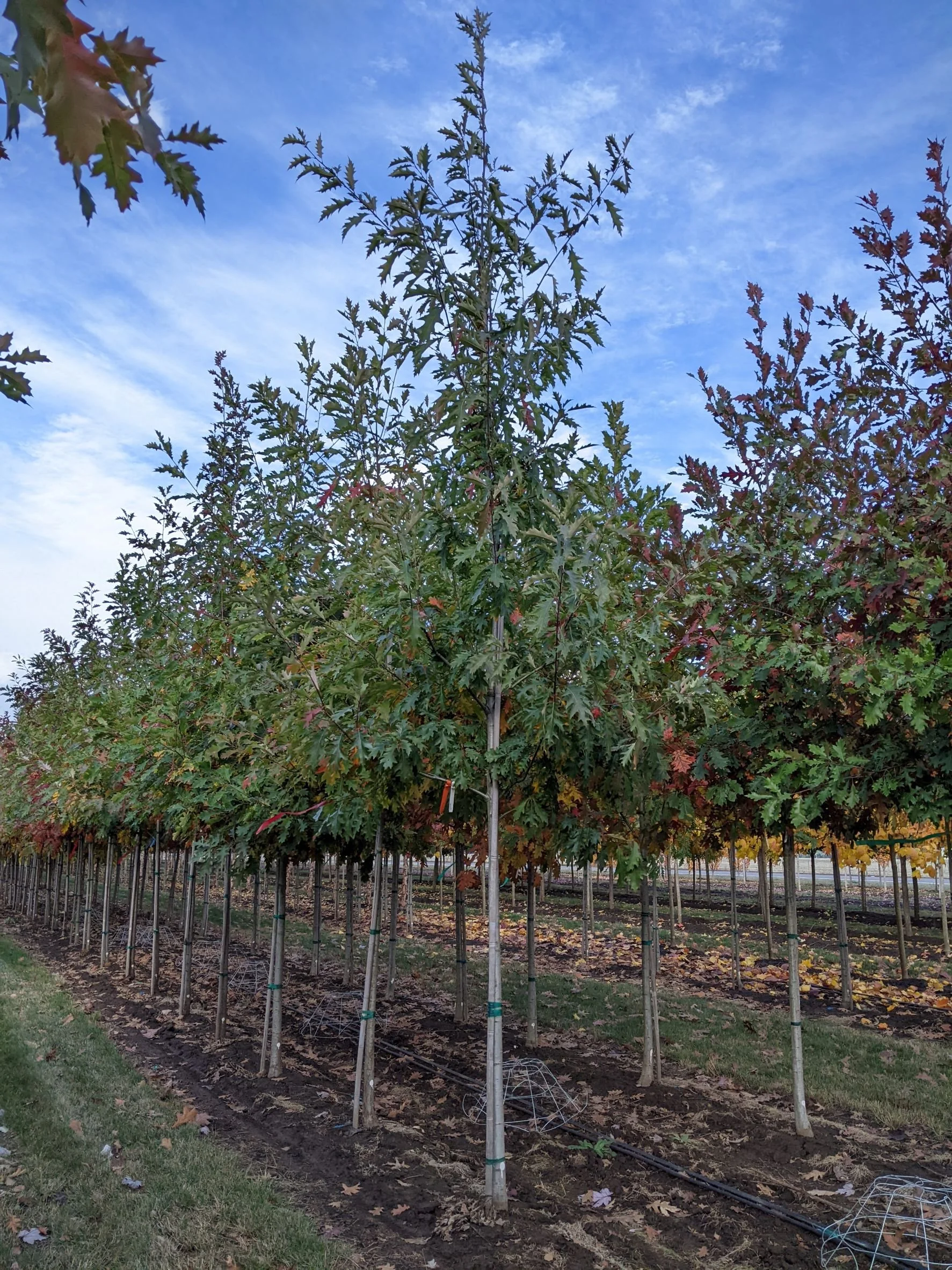 Quercus rubra | Red Oak — Northwest Shade Trees