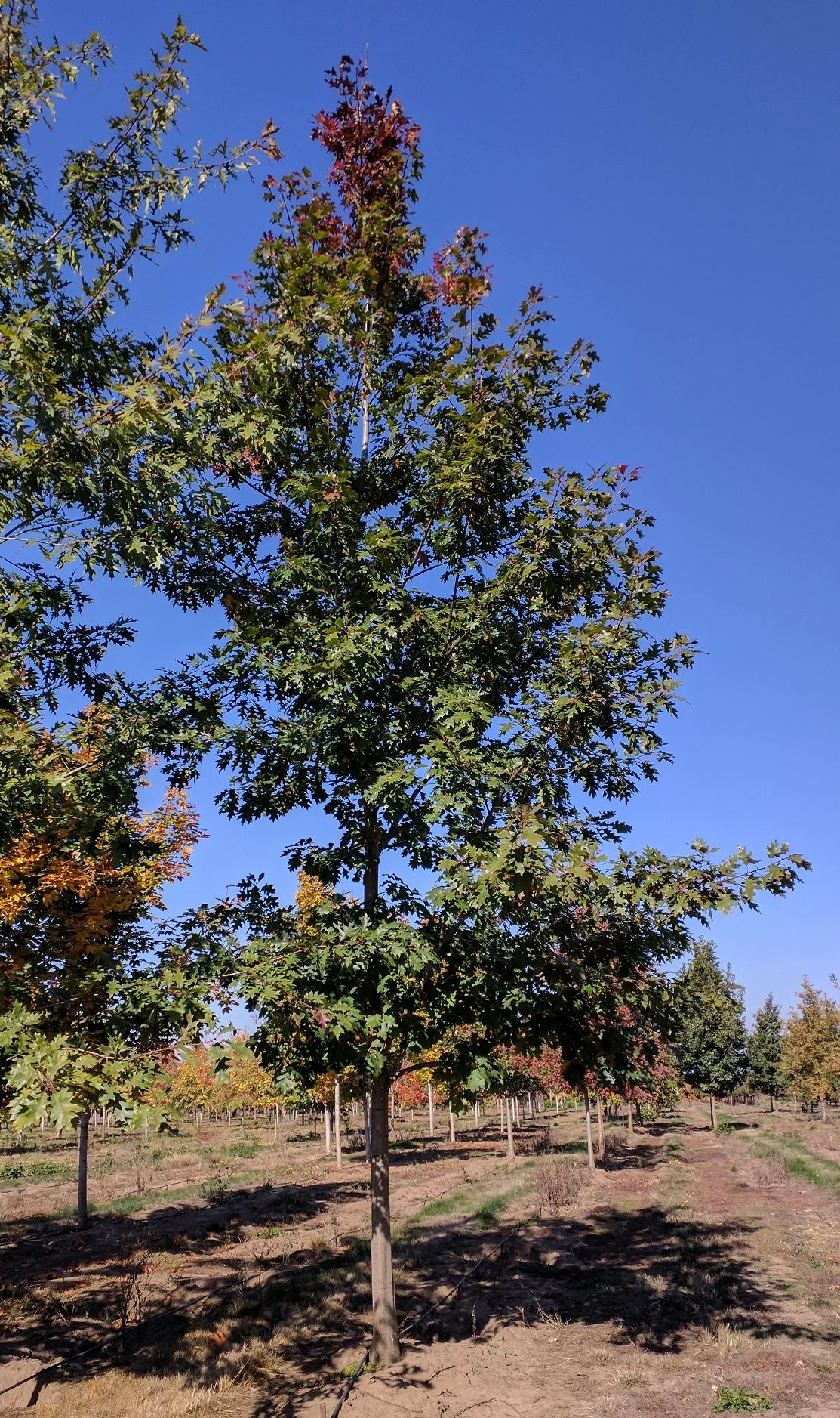 Red Oak | Quercus rubra — Northwest Shade Trees