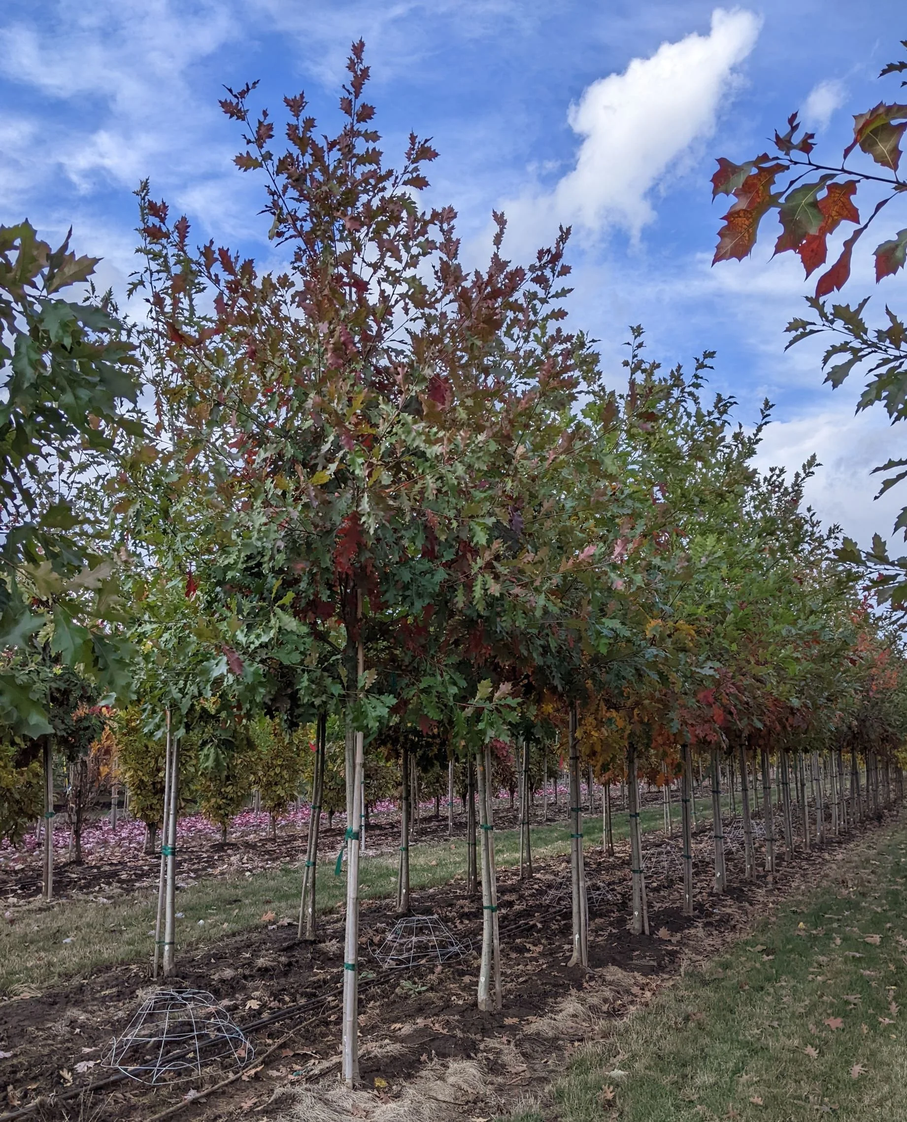 Quercus shumardii | Shumard Oak — Northwest Shade Trees