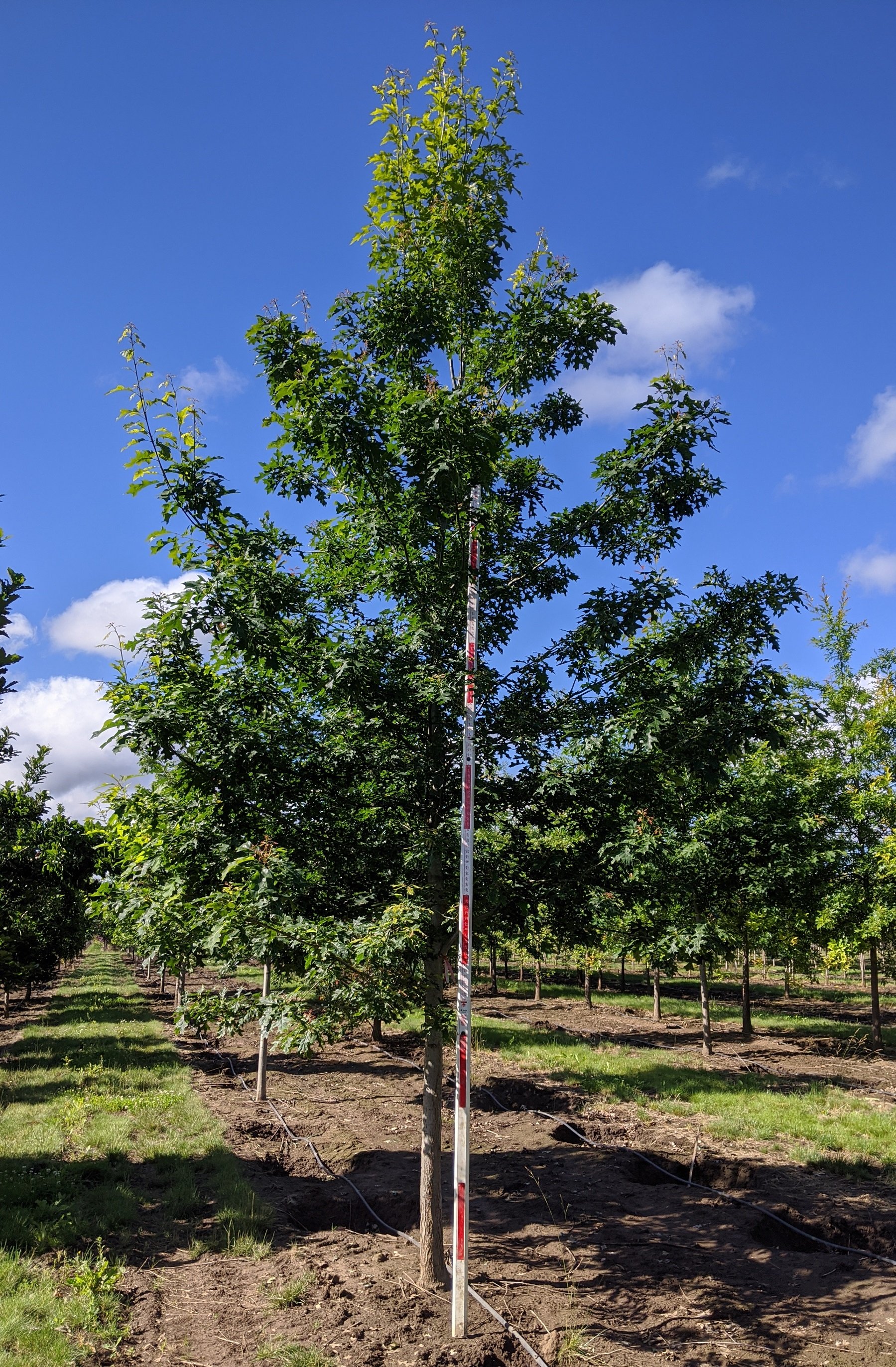 Quercus shumardii | Shumard Oak — Northwest Shade Trees