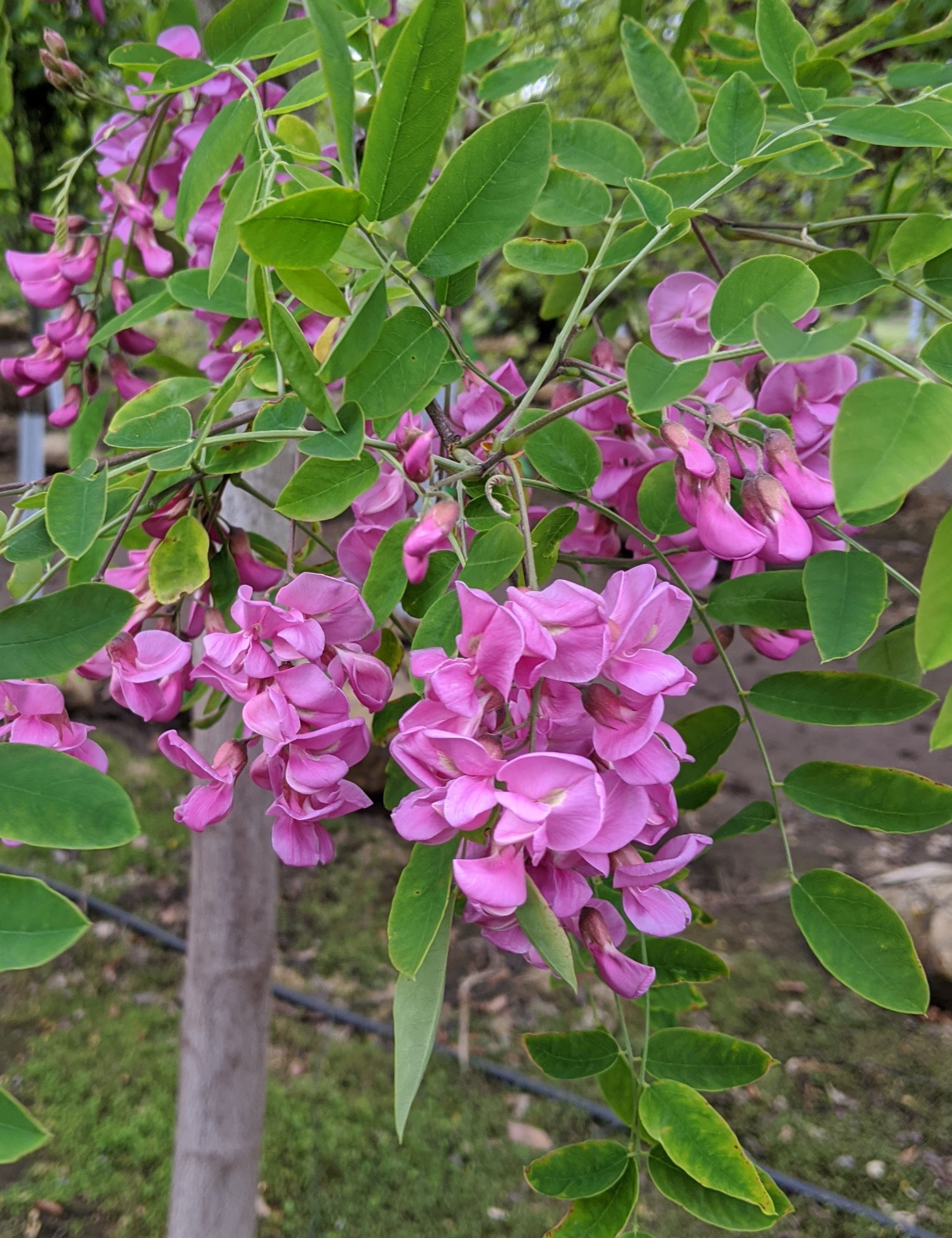 Robinia pseudoacacia 'Purple Robe' | Black Locust 'Purple Robe ...