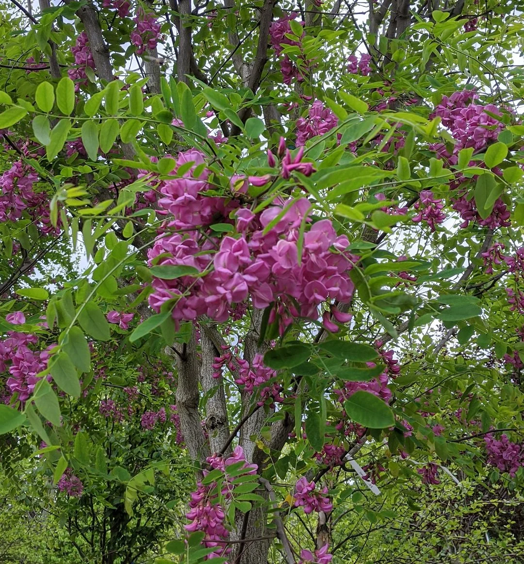 Robinia pseudoacacia 'Purple Robe' | Black Locust 'Purple Robe ...
