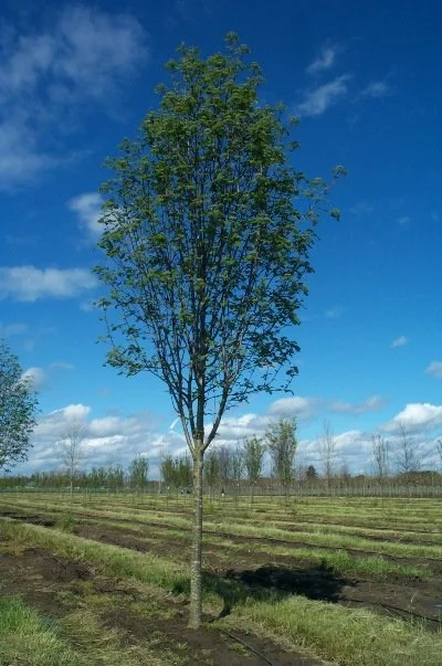 Sorbus aucuparia Cardinal Royal® | European Mountain Ash 'Mitchred ...