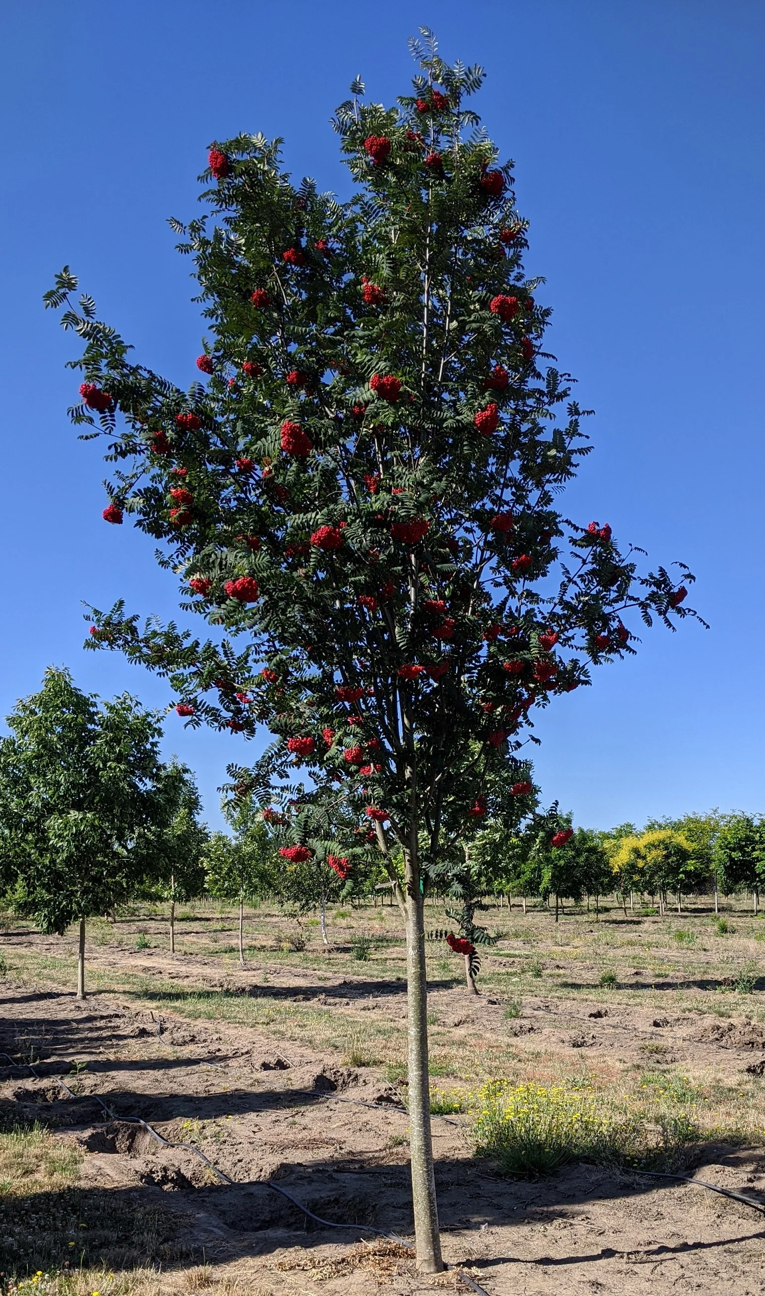 Sorbus aucuparia Cardinal Royal® | European Mountain Ash 'Mitchred ...