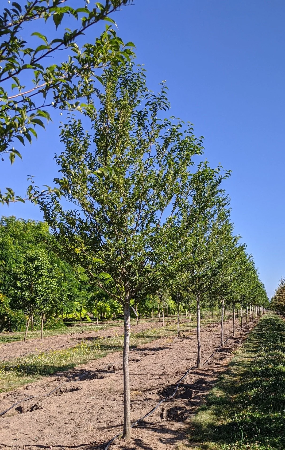 Snowcone® Snowbell | Styrax japonicus 'JFS-D' — Northwest Shade Trees