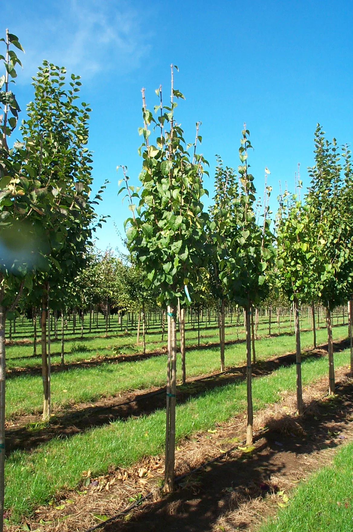 Syringa reticulata Ivory Silk® | Japanese Tree Lilac 'Ivory Silk ...
