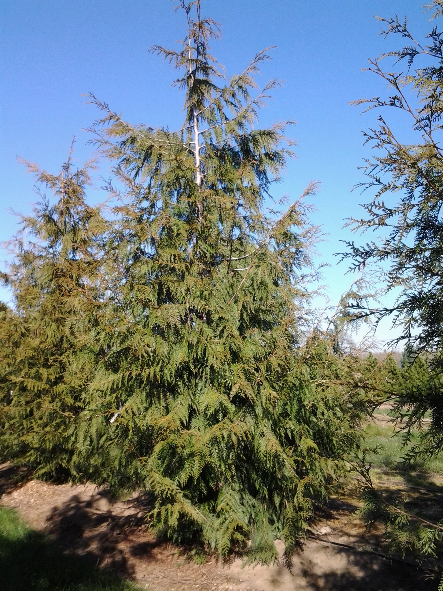 Thuja plicata | Western Red Cedar — Northwest Shade Trees