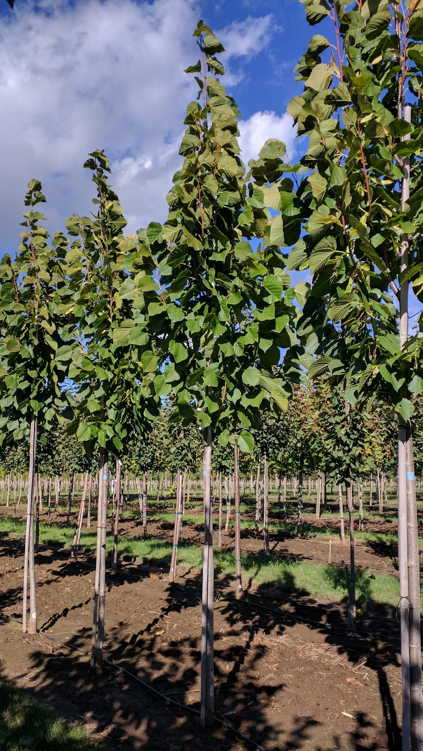 Tilia americana 'Redmond' | American Linden 'Redmond' — Northwest Shade ...