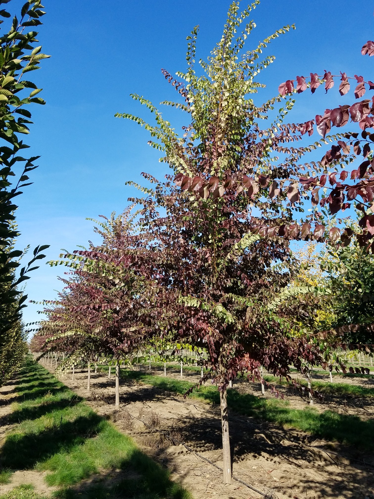 Ulmus 'Frontier' | Elm Hybrid 'Frontier' — Northwest Shade Trees Ulmus 'Frontier' | Elm Hybrid 'Frontier' — Northwest Shade Trees