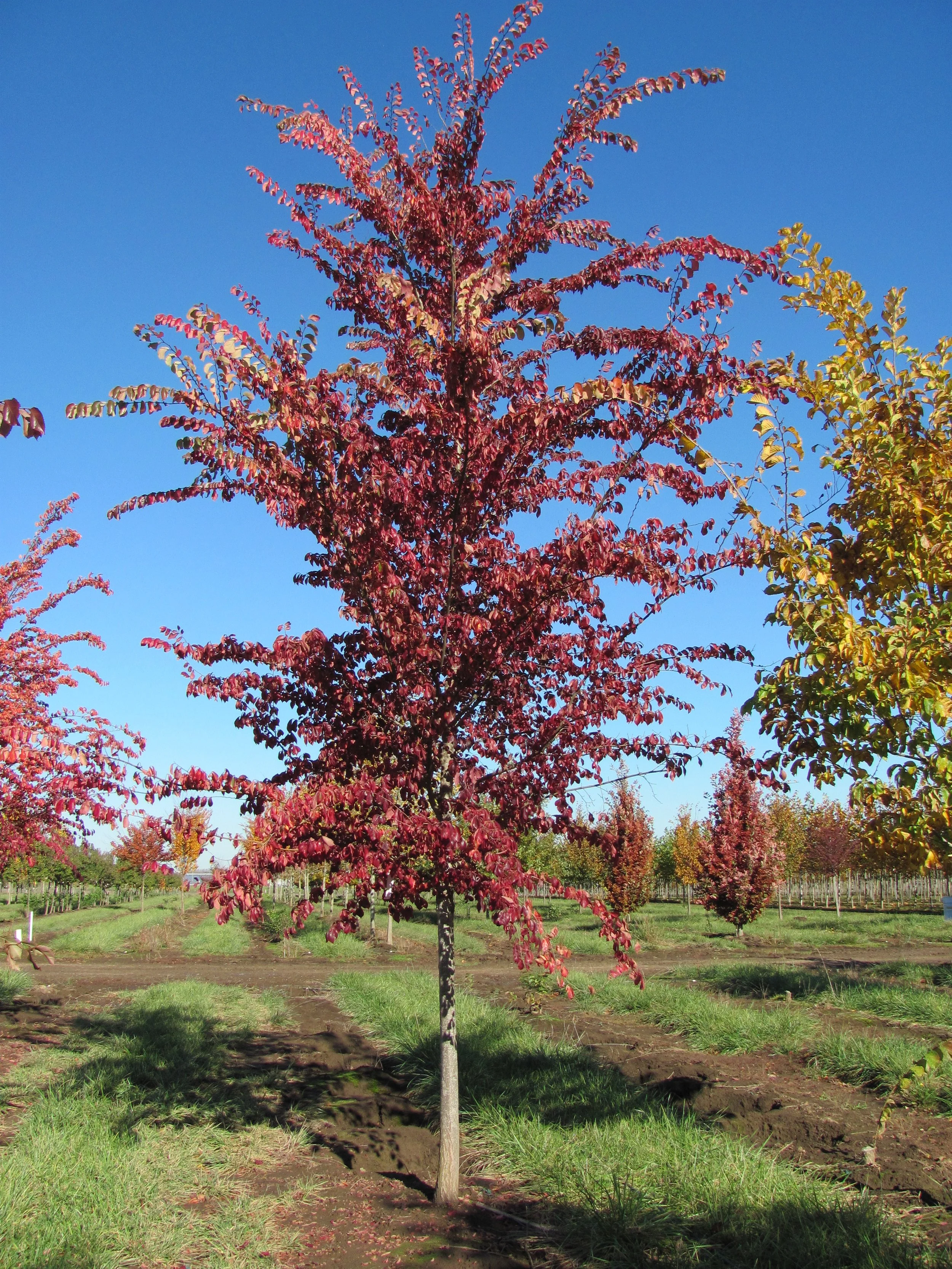 Frontier Elm | Ulmus 'Frontier' — Northwest Shade Trees
