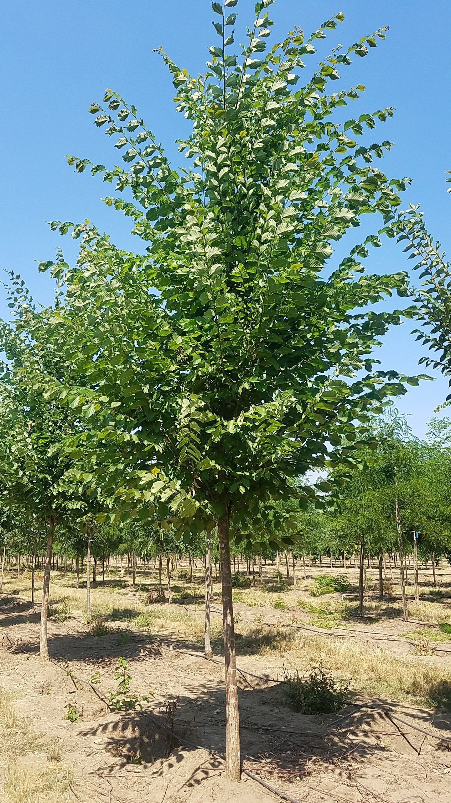 Ulmus americana 'New Harmony' | American Elm 'New Harmony' — Northwest ... Ulmus americana 'New Harmony' | American Elm 'New Harmony' — Northwest ...