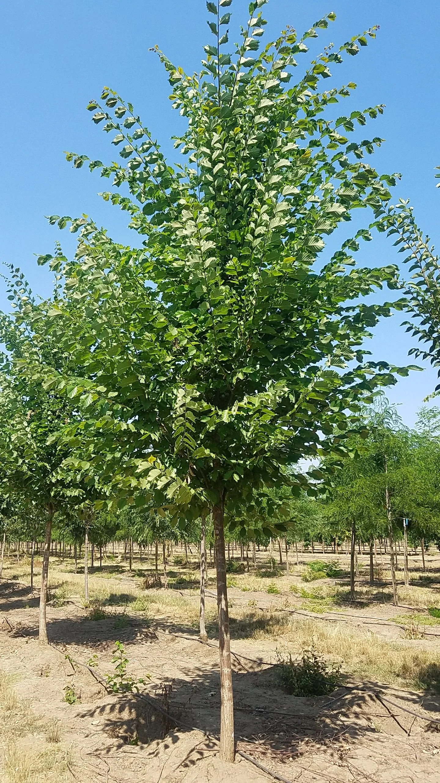 New Harmony Elm | Ulmus americana 'New Harmony' — Northwest Shade Trees