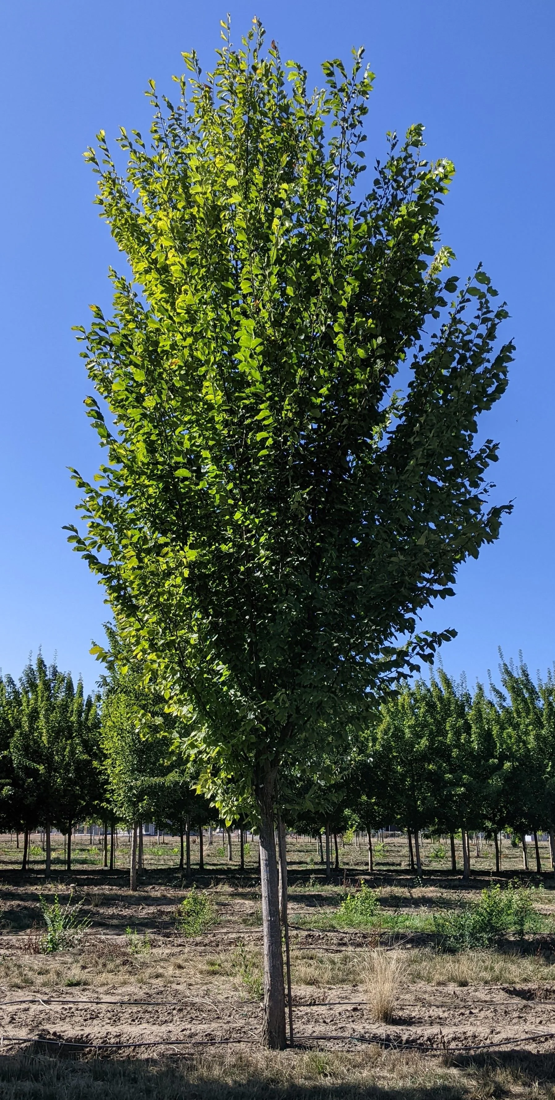 Ulmus americana 'Princeton' | American Elm 'Princeton' — Northwest ...