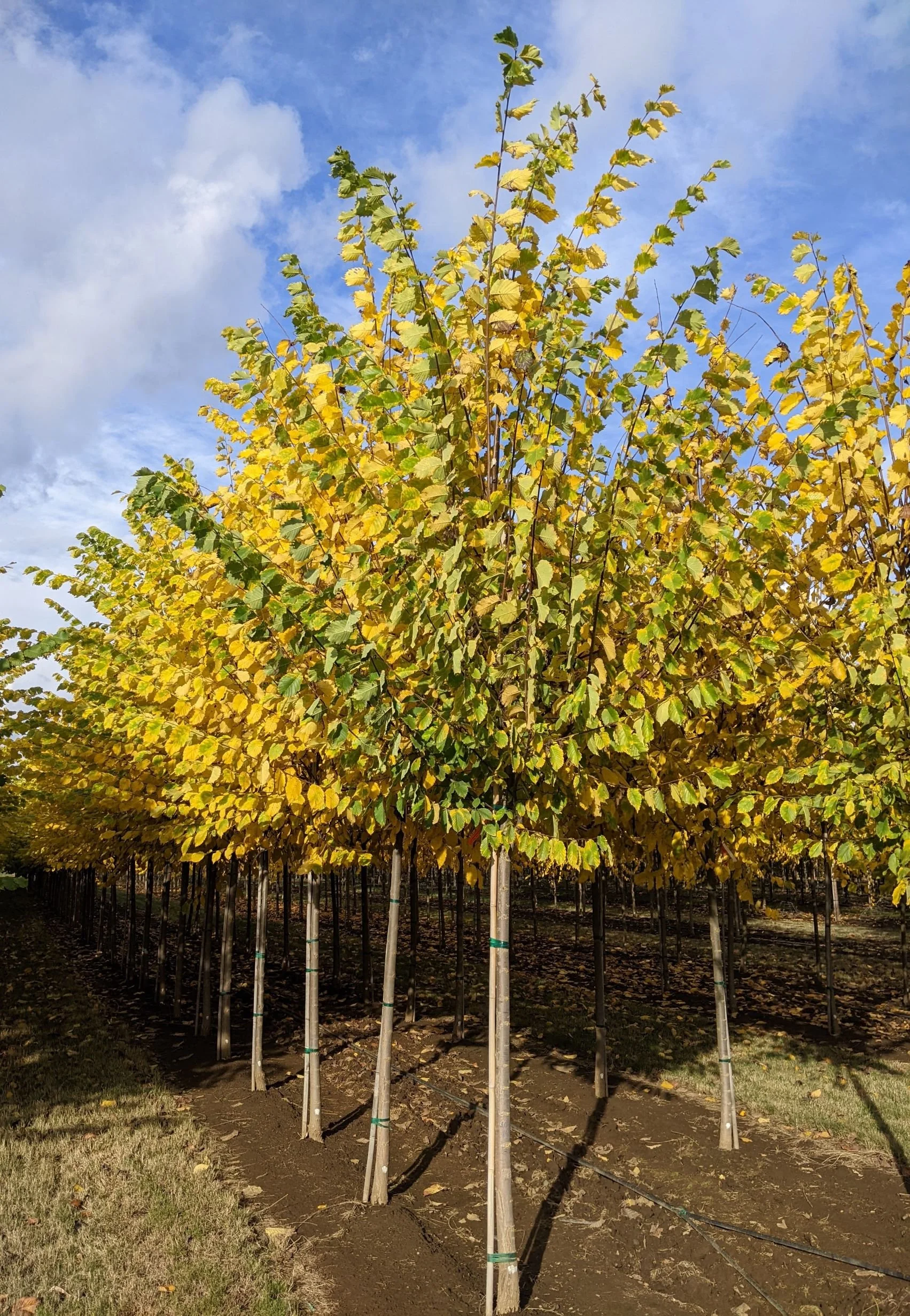 Princeton Elm | Ulmus americana 'Princeton' — Northwest Shade Trees