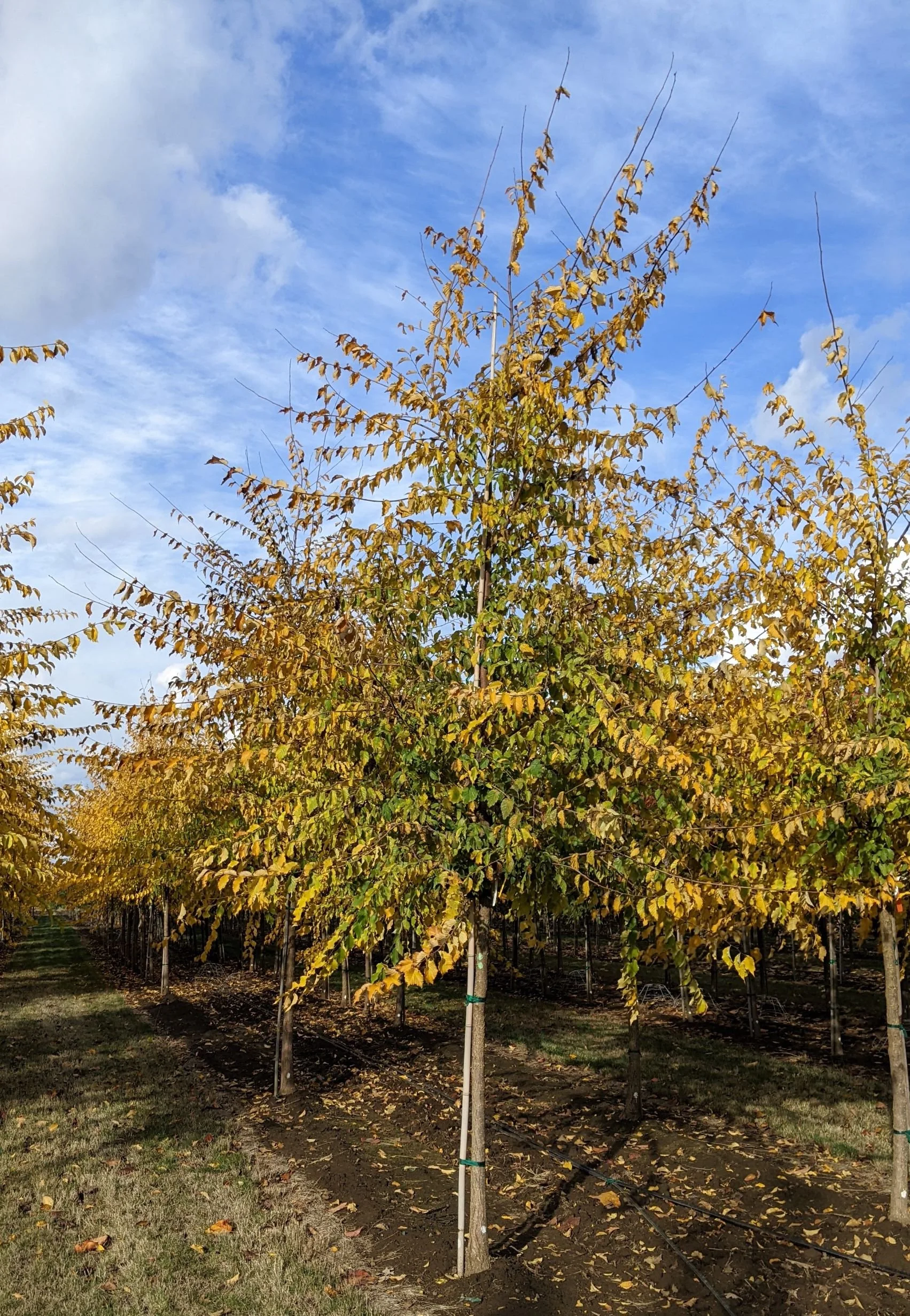 Ulmus davidiana Greenstone® | Elm Hybrid 'JFS KW2UD' — Northwest Shade ...
