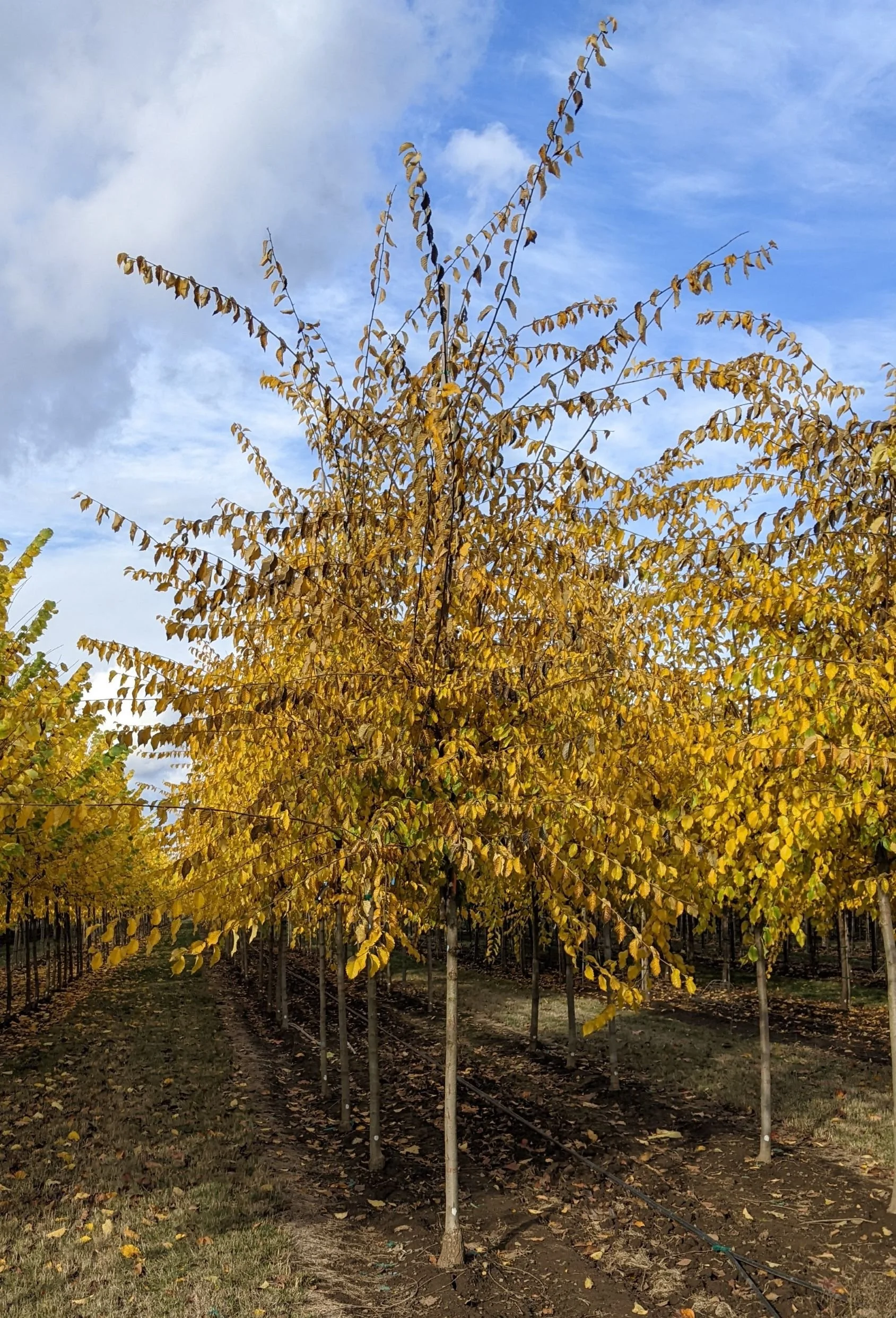 Ulmus japonica x wilsoniana Accolade® | Elm Hybrid 'Morton' — Northwest ...